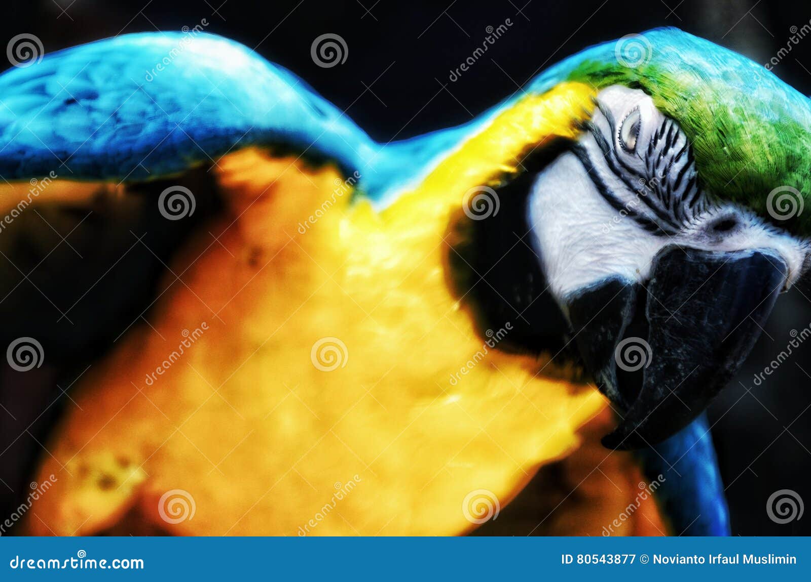 The Bird s Gaze stock image. Image of animals, birds - 80543877