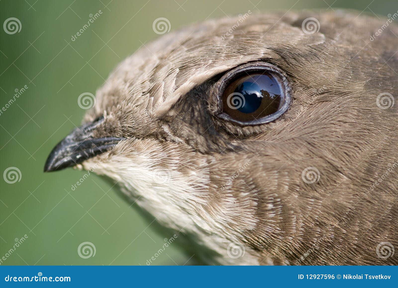 Bird s head stock photo. Image of bird, feather, sharp - 12927596