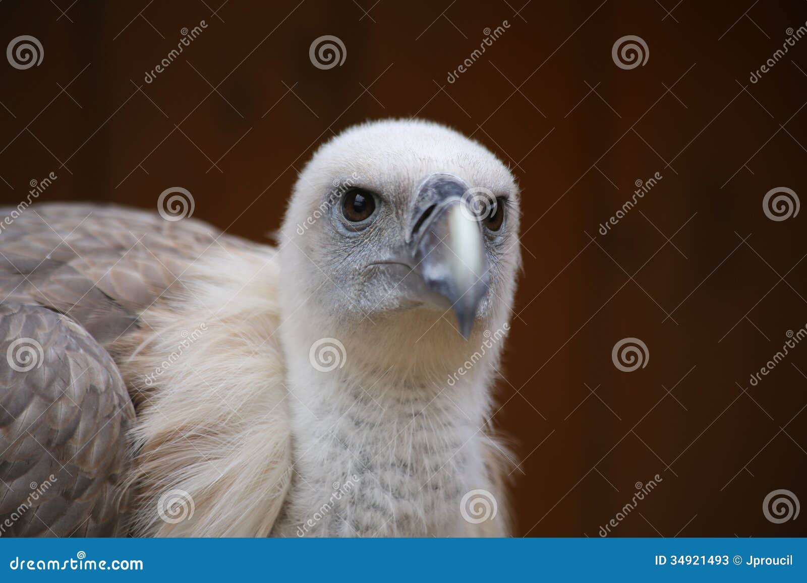 Bird´s head stock image. Image of head, detailed, nature - 34921493