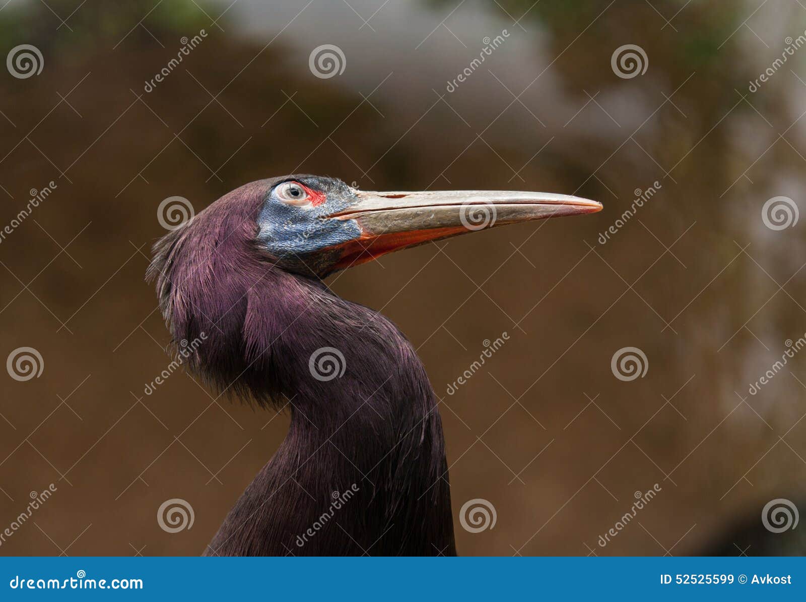 Bird S Head with a Large Beak Stock Image - Image of fowl, pulchritude ...