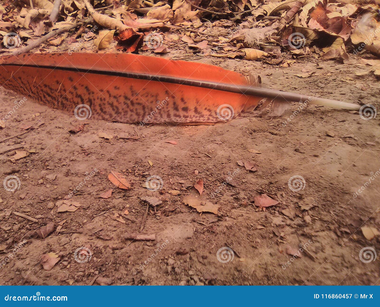 Bird s long feather stock image. Image of birds, bird - 116860457