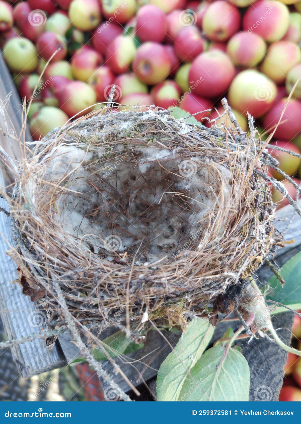 Bird S Nest on a Branch with Apple Stock Image - Image of life ...