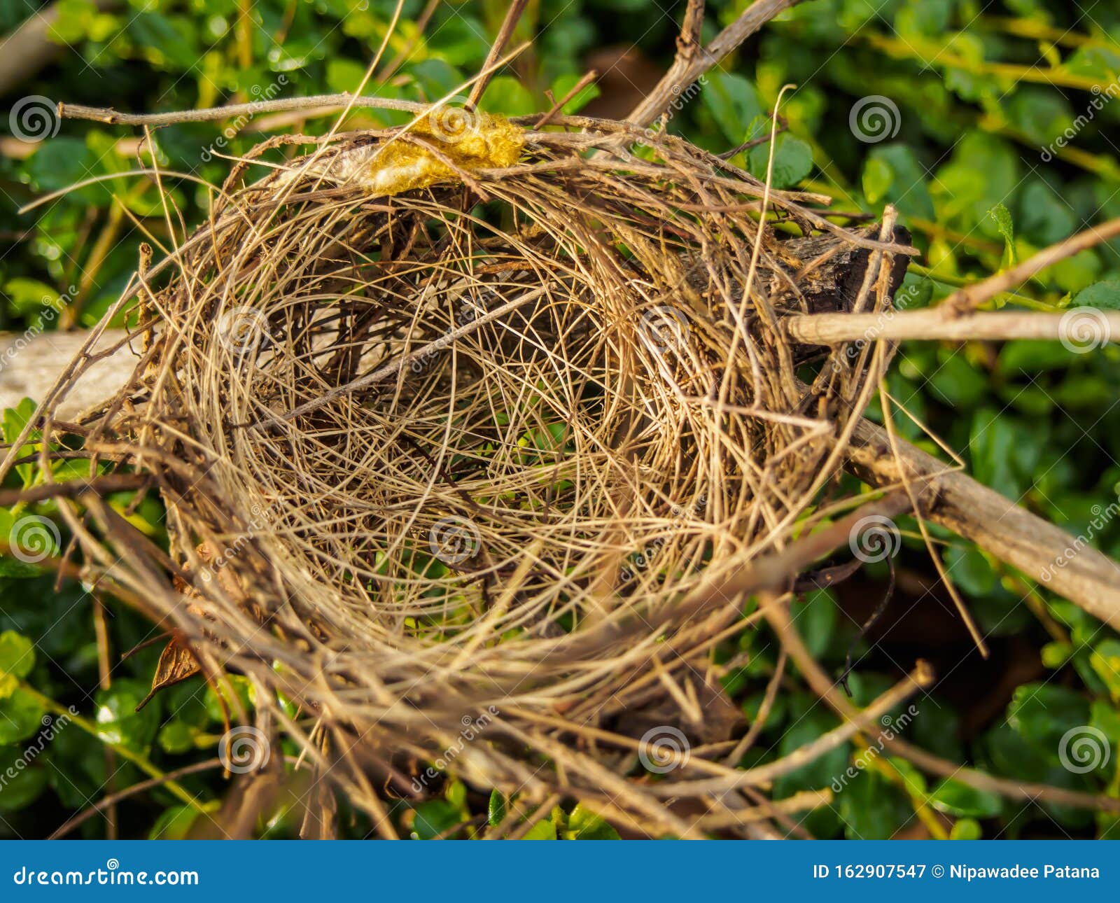 Bird's Nest Branch Stock Photos - Download 16,158 Royalty Free Photos
