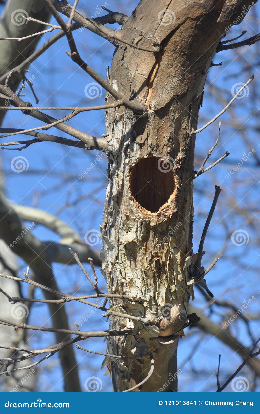 Bird`s Nest Build in the Tree Stock Image - Image of grass, naturally ...