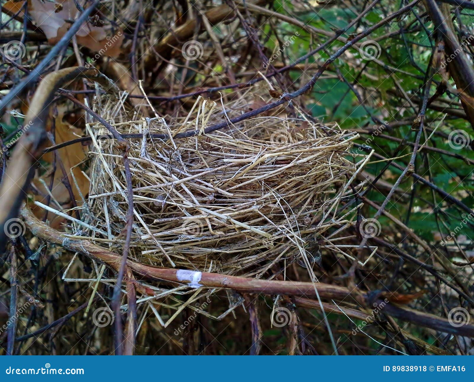 Bird`s Nest in a Bush stock photo. Image of home, nest - 89838918