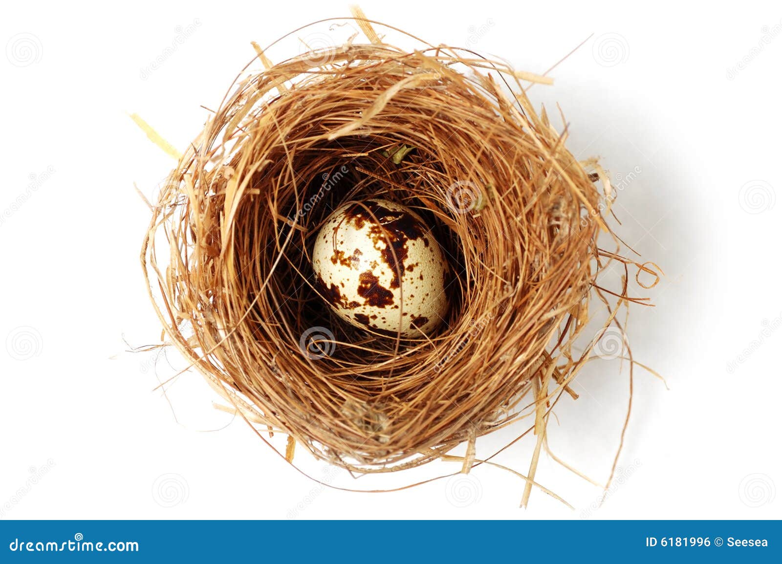 Bird s nest with egg in it stock photo. Image of real - 6181996