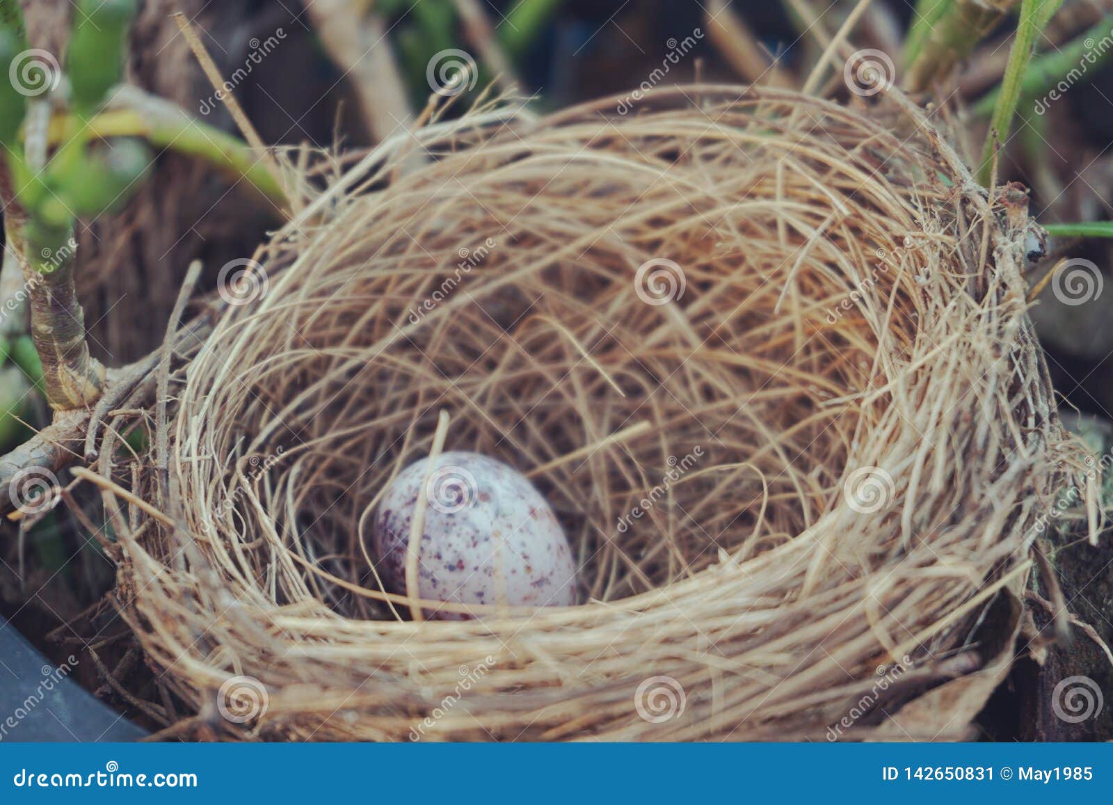 Bird S Nest with Egg in the Garden Stock Image - Image of hatch ...