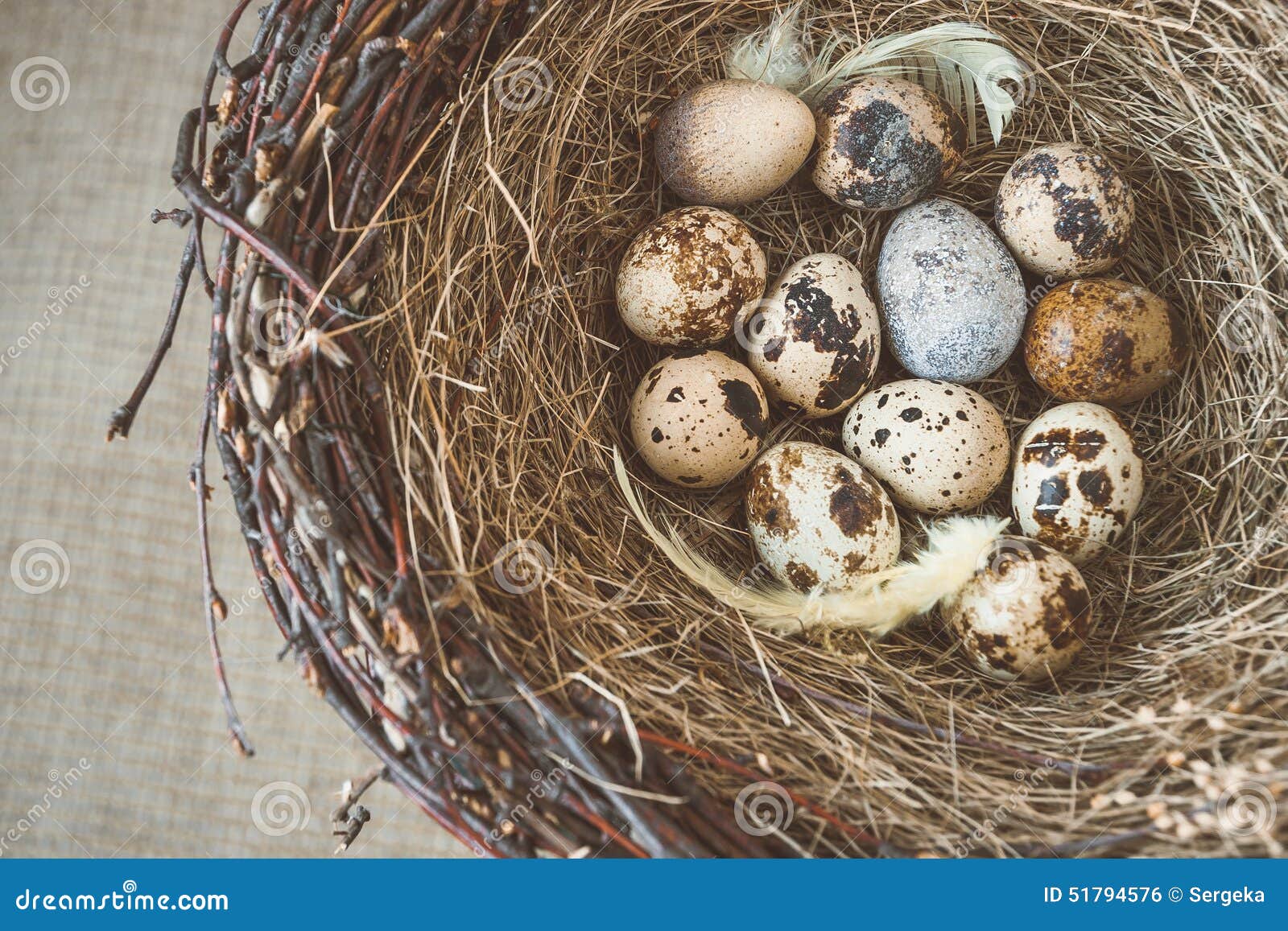 Bird s nest with eggs stock photo. Image of interlaced - 51794576