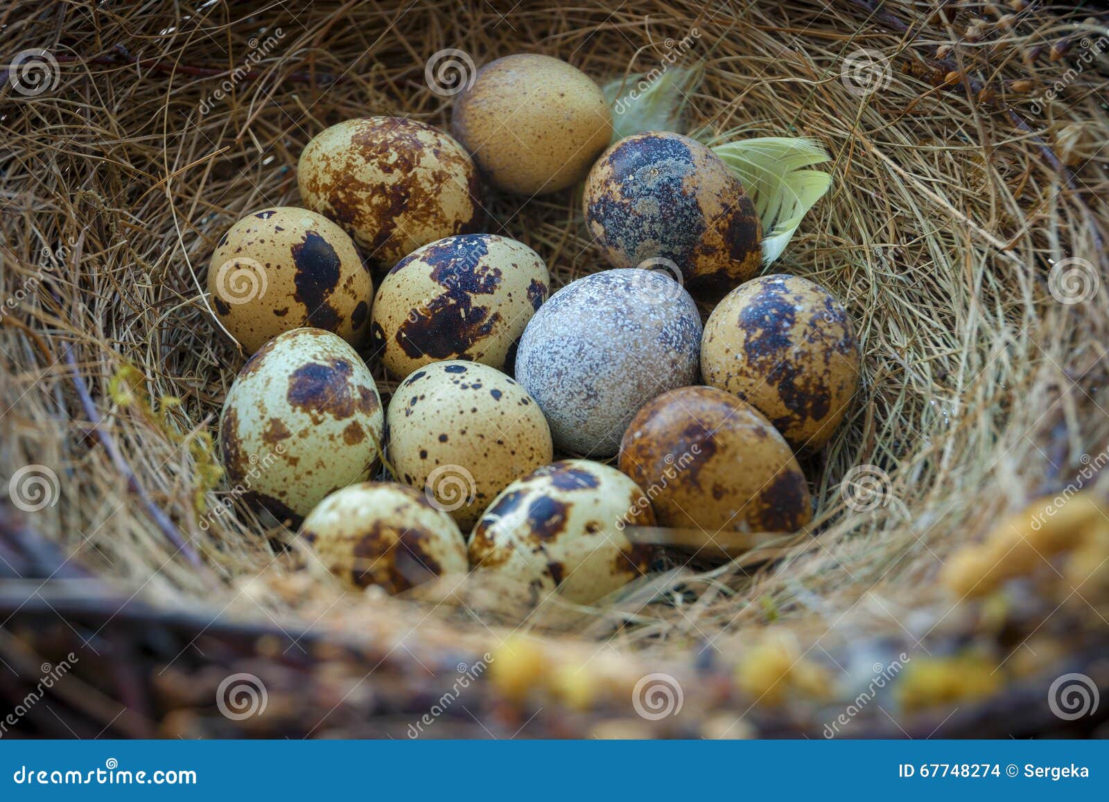 Bird s nest with eggs stock photo. Image of nature, objects - 67748274