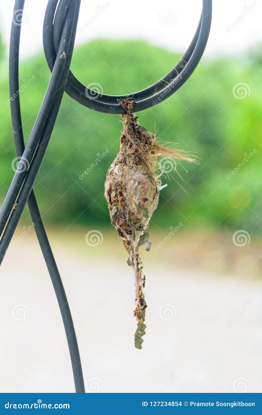 Bird`s nest at wire stock photo. Image of bird, house - 127234854