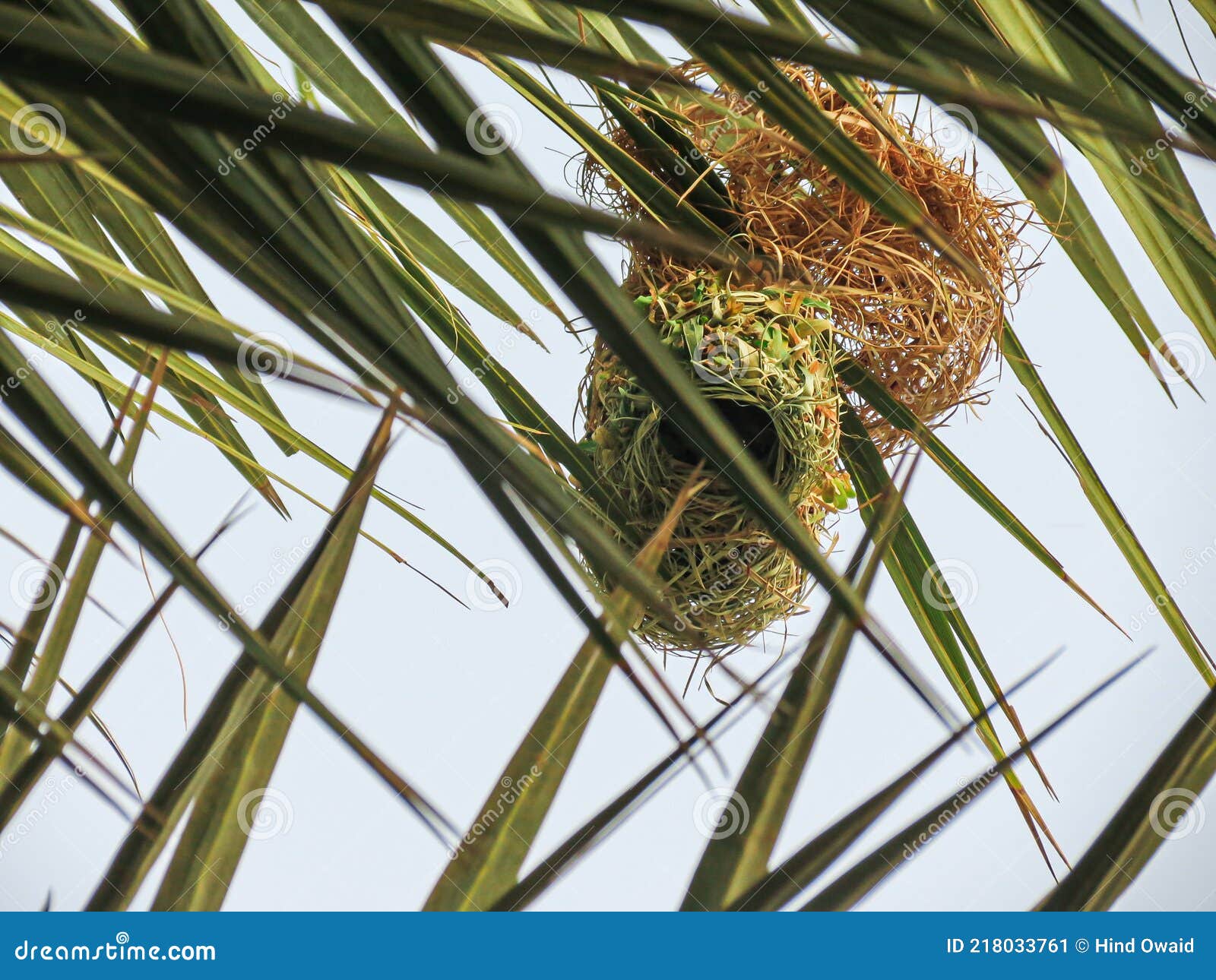 Bird S Nest Empty on a Tree Branch Stock Image - Image of home, natural ...