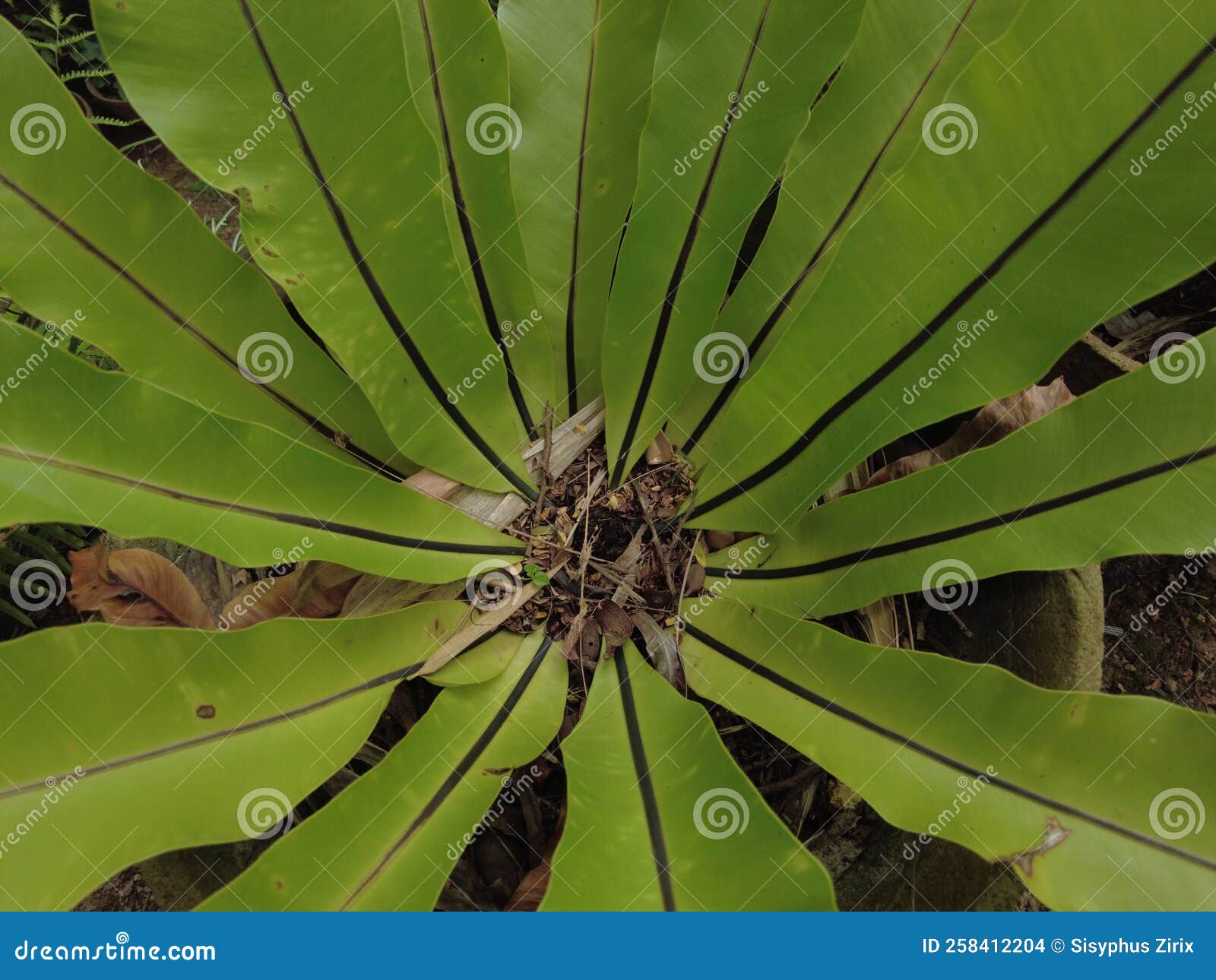 Bird S-nest Fern (Asplenium Nidus) Plant, Close-up View Stock Photo ... Bird S-nest Fern (Asplenium Nidus) Plant, Close-up View Stock Photo ...