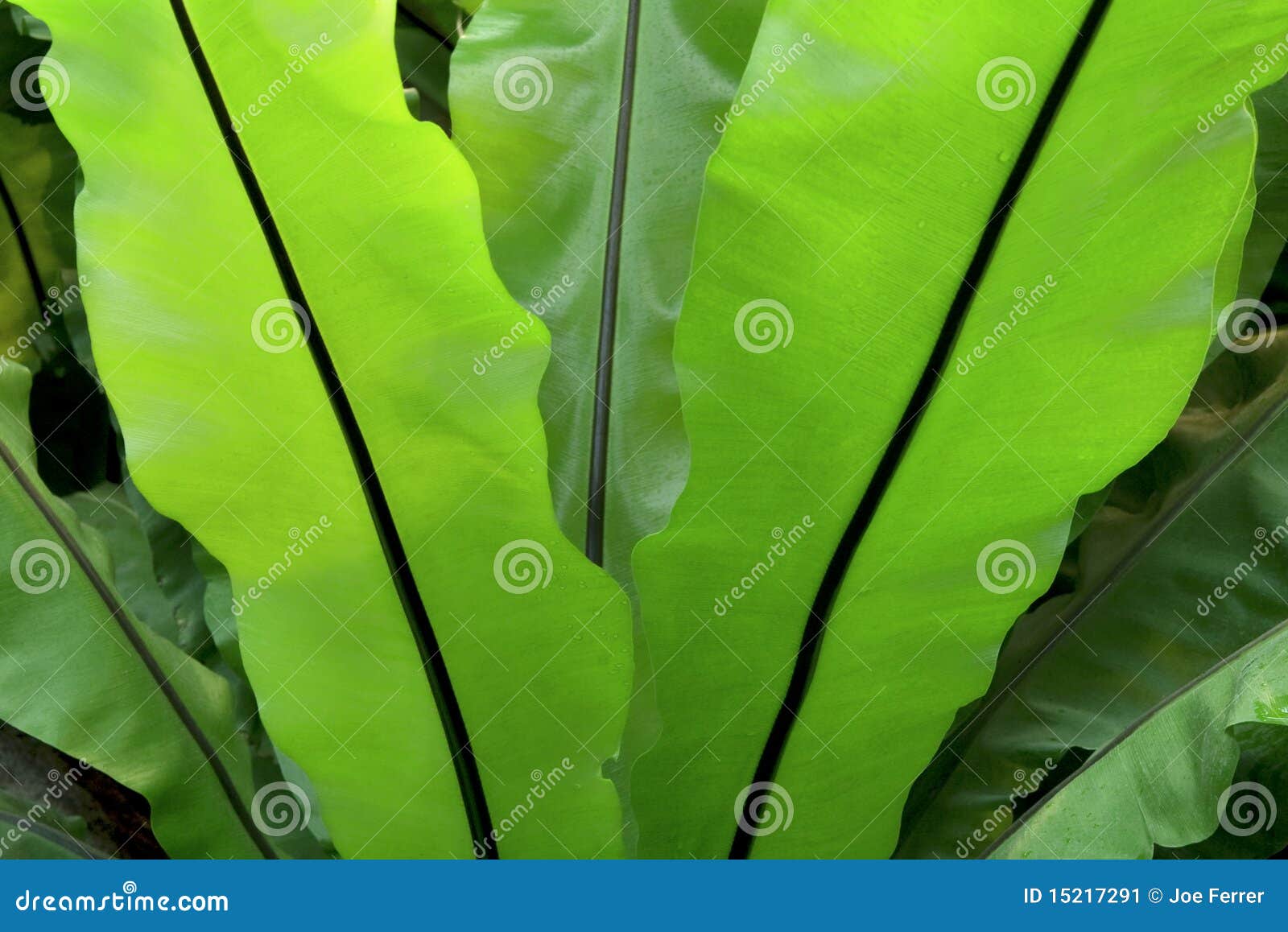 Bird s Nest Fern Unfurled stock image. Image of macro - 15217291