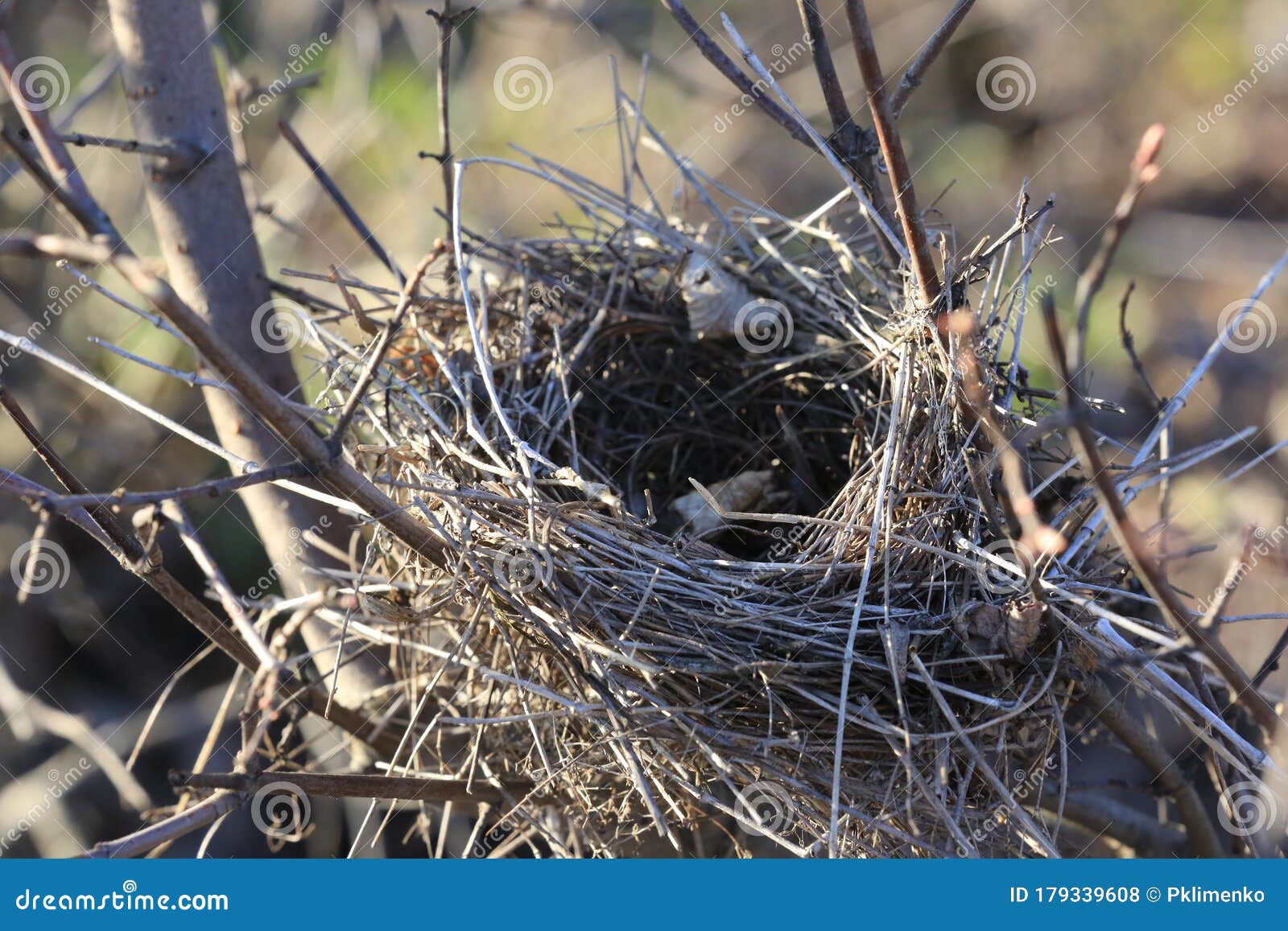 Bird`s Nest of Grass on Tree Branches Stock Photo - Image of branch ...