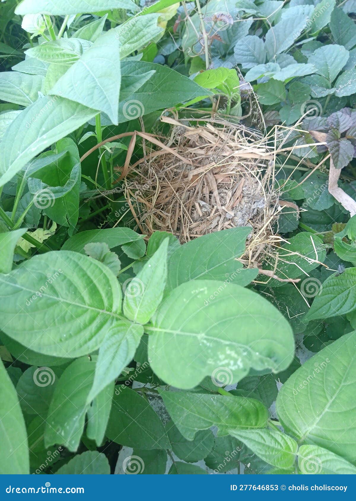 Bird& X27;s Nest among Green Grass Leaves Stock Image - Image of nest ...