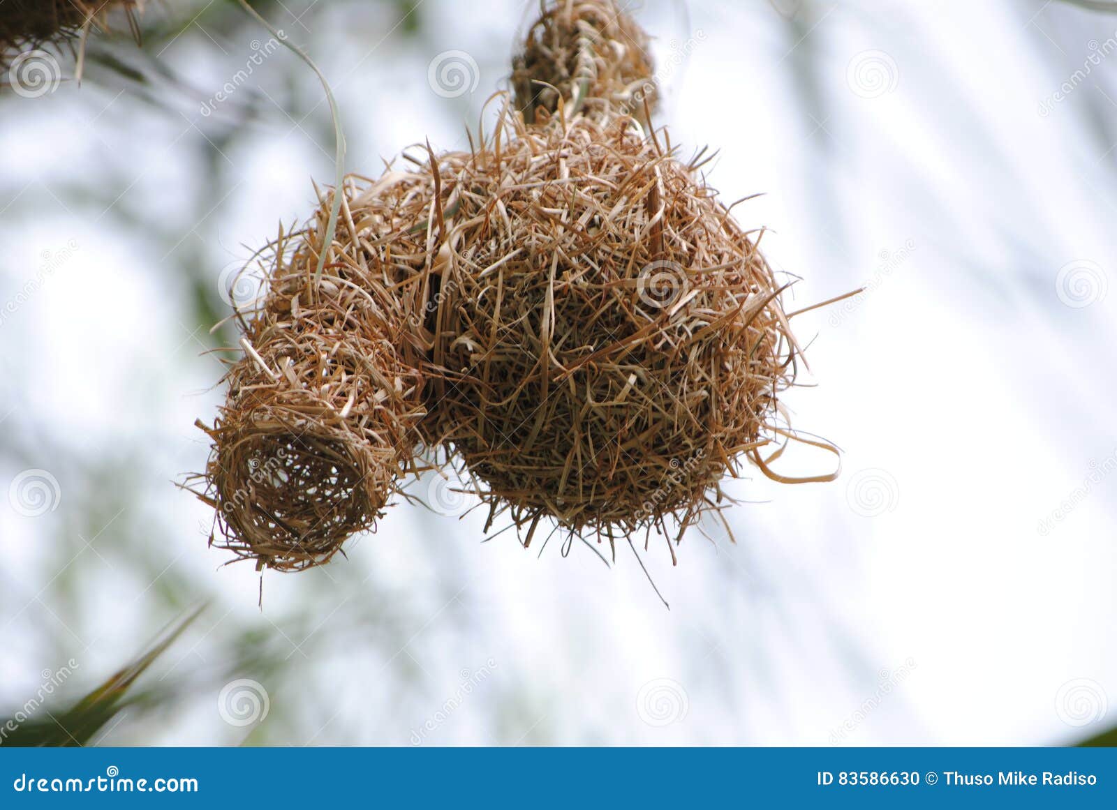 Bird`s Nest Hanging on a Tree Branch Stock Photo - Image of home ...