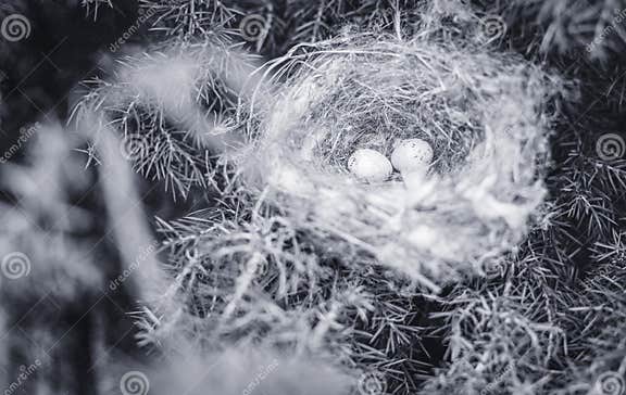 Bird S Nest Hidden in a Tree Stock Image - Image of hatch, outdoors ...