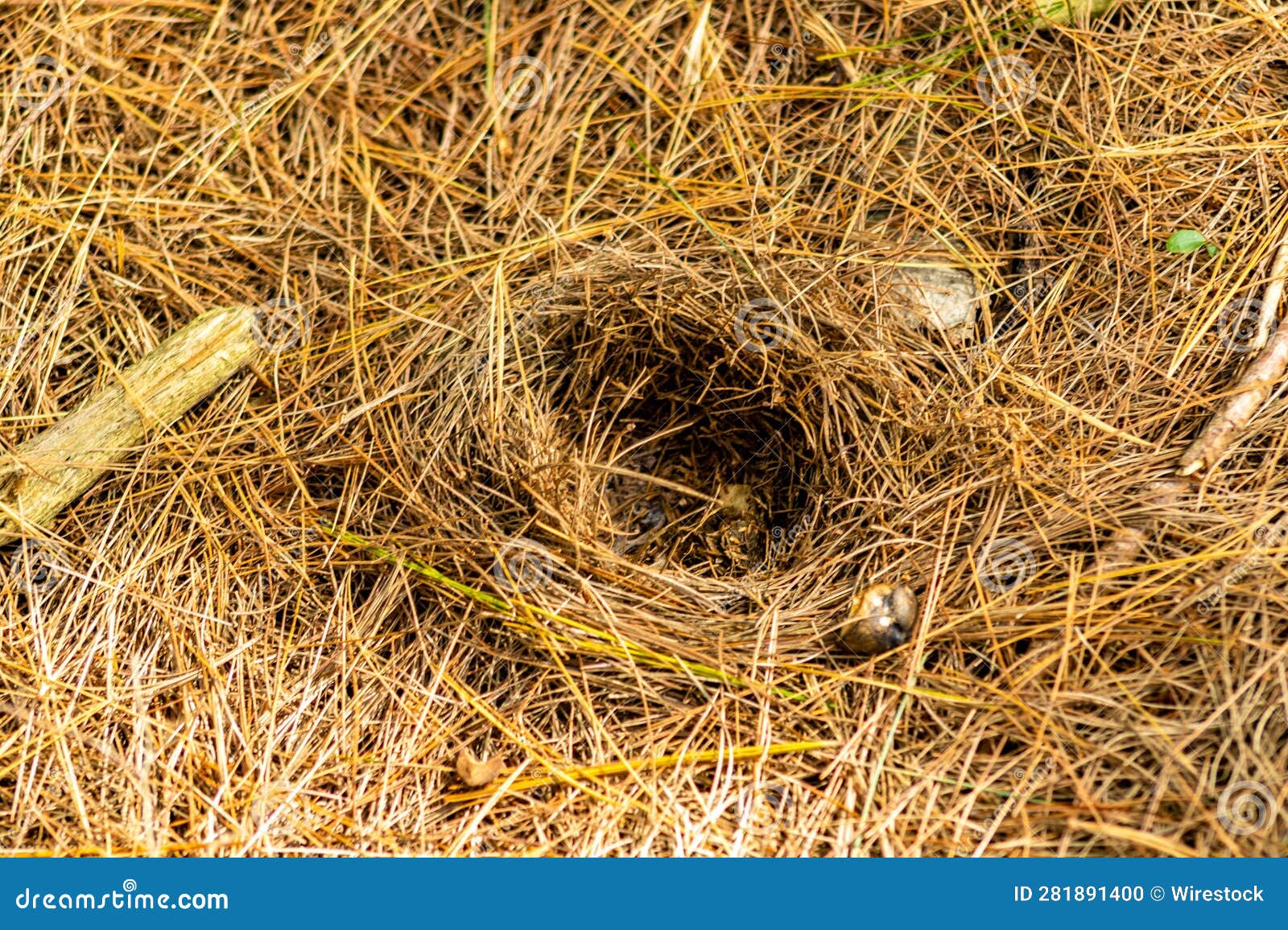 Bird S Nest with Its Woven Structure Under the Sunlight Stock Photo ...