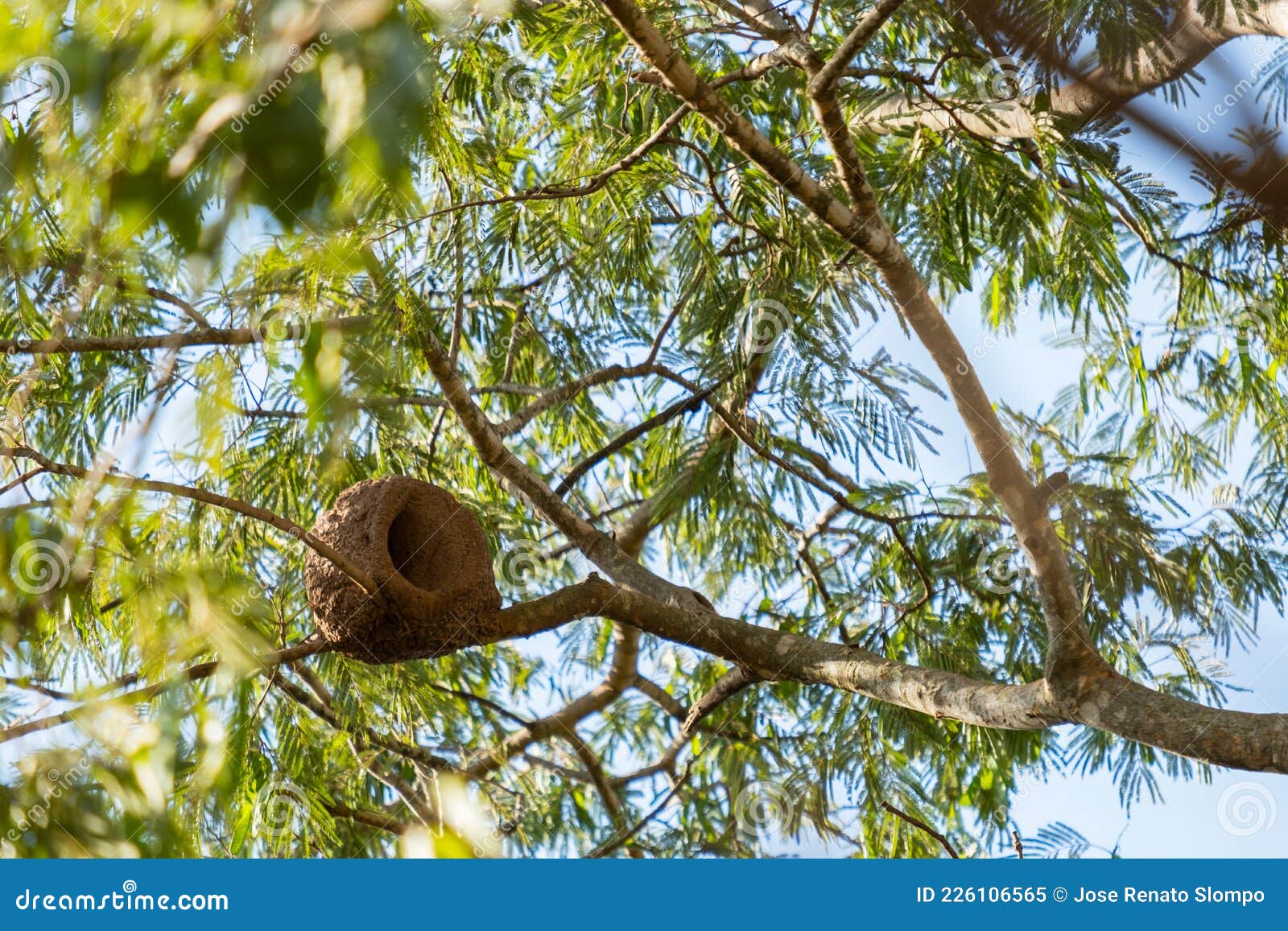 Bird`s Nest Made of Clay on a Tree Branch Stock Image - Image of branch ...