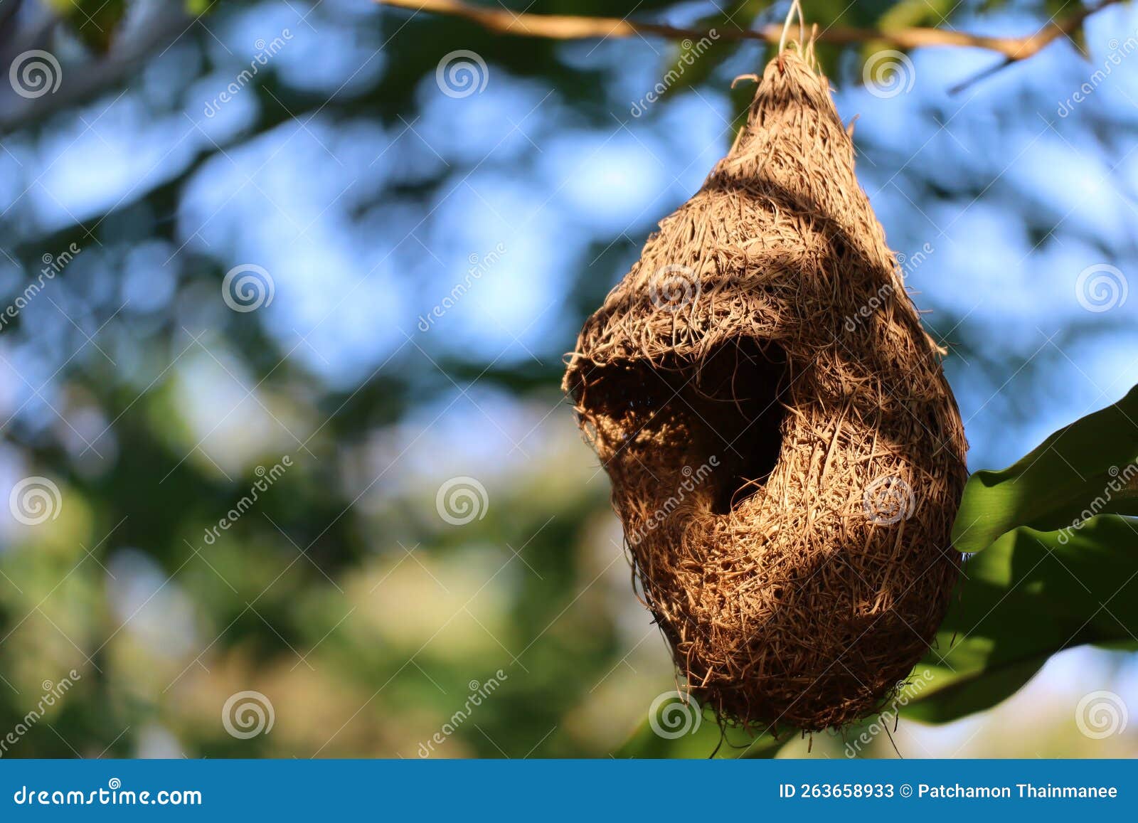 A Bird S Nest Made of Hay is Made by a Bird on a Tree. Stock Image ...