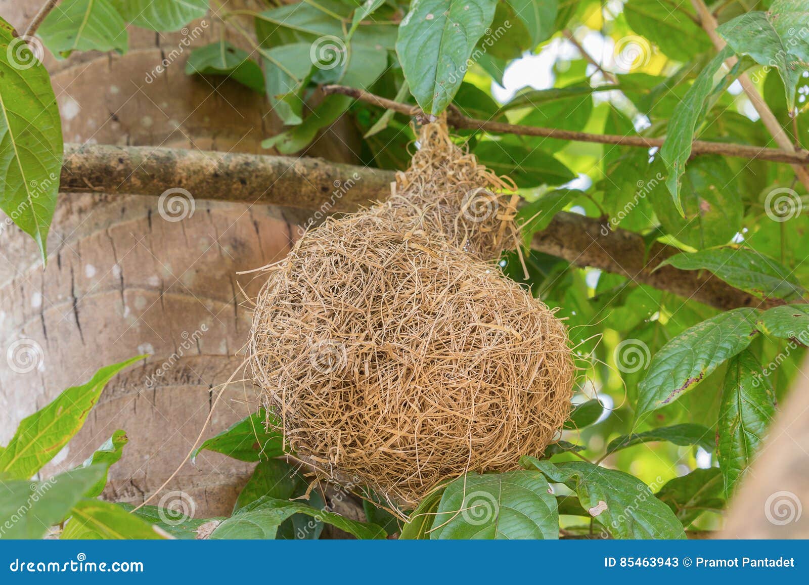 Bird`s Nest in Nature Beautiful. Stock Image - Image of beautiful ...
