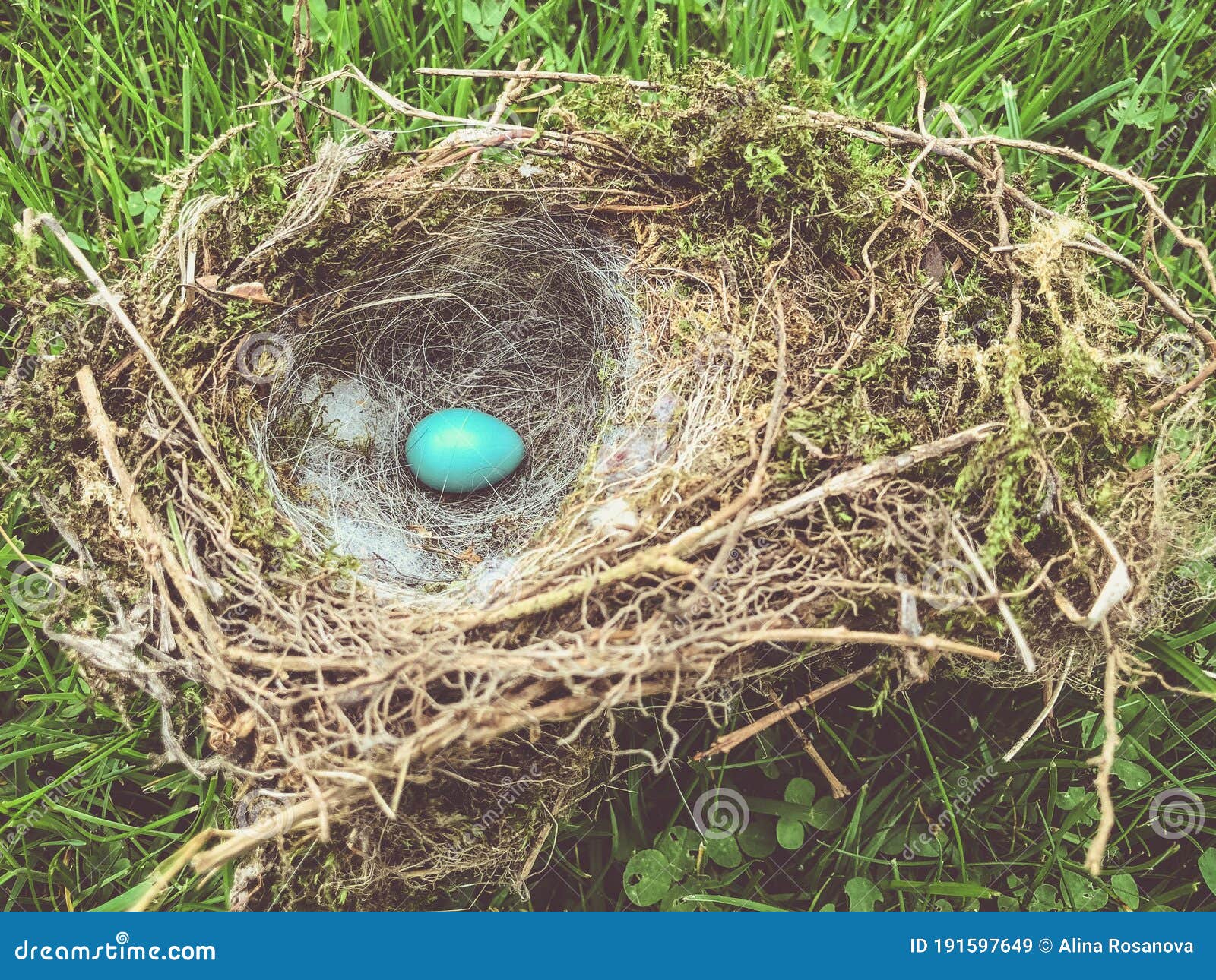 Blue egg in the nest stock image. Image of nest, hedge - 191597649