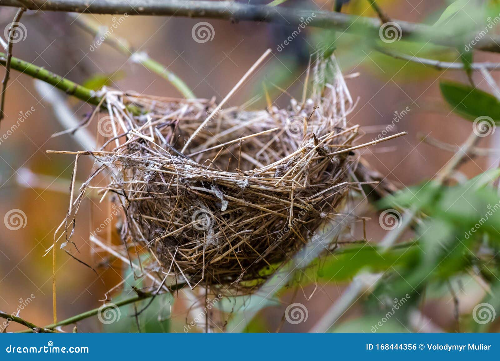 Bird`s Nest with Small Branches in the Forest_ Stock Photo - Image of ...