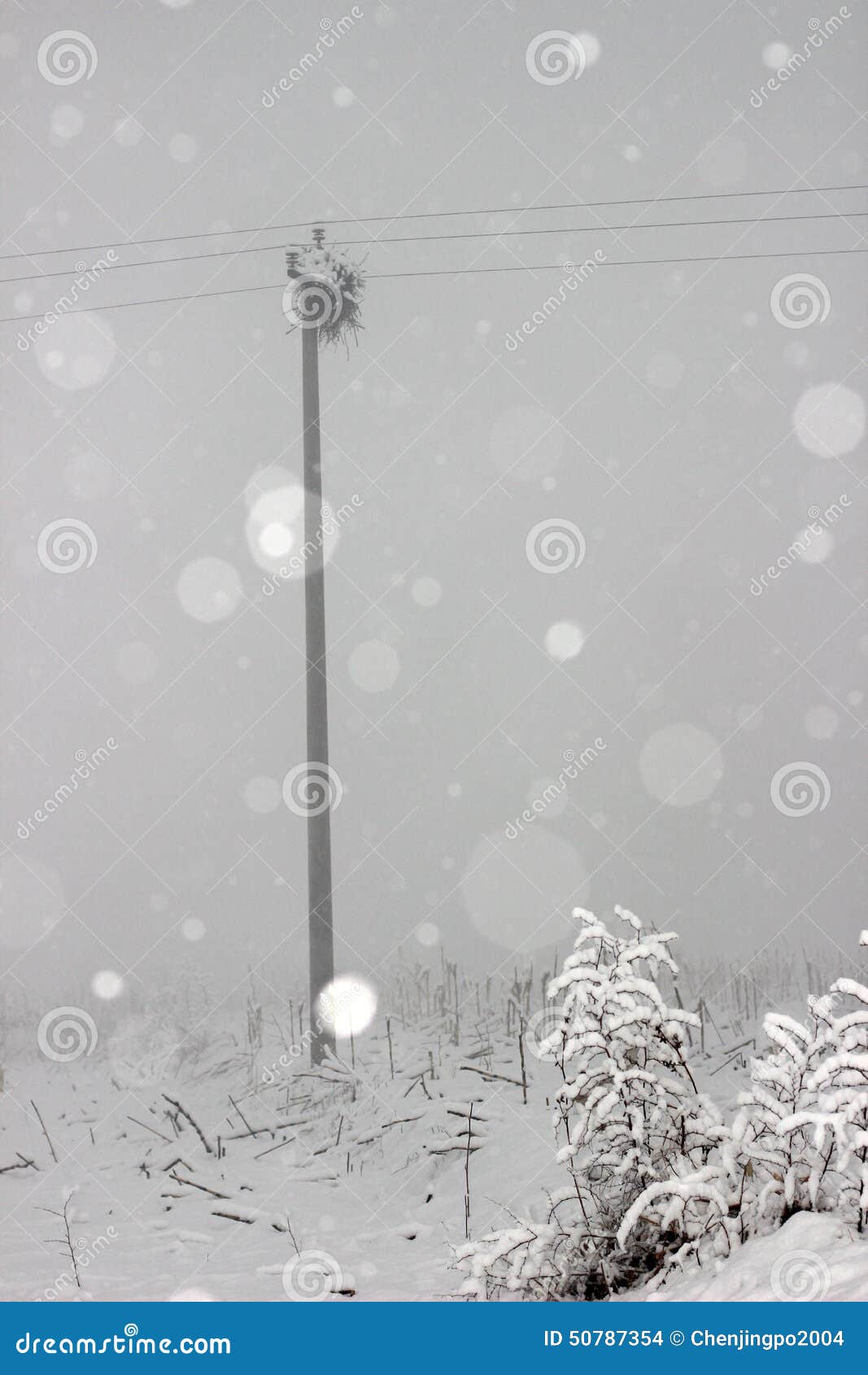 The Bird S Nest, the Telegraph Pole and the Snow Stock Photo - Image of ...