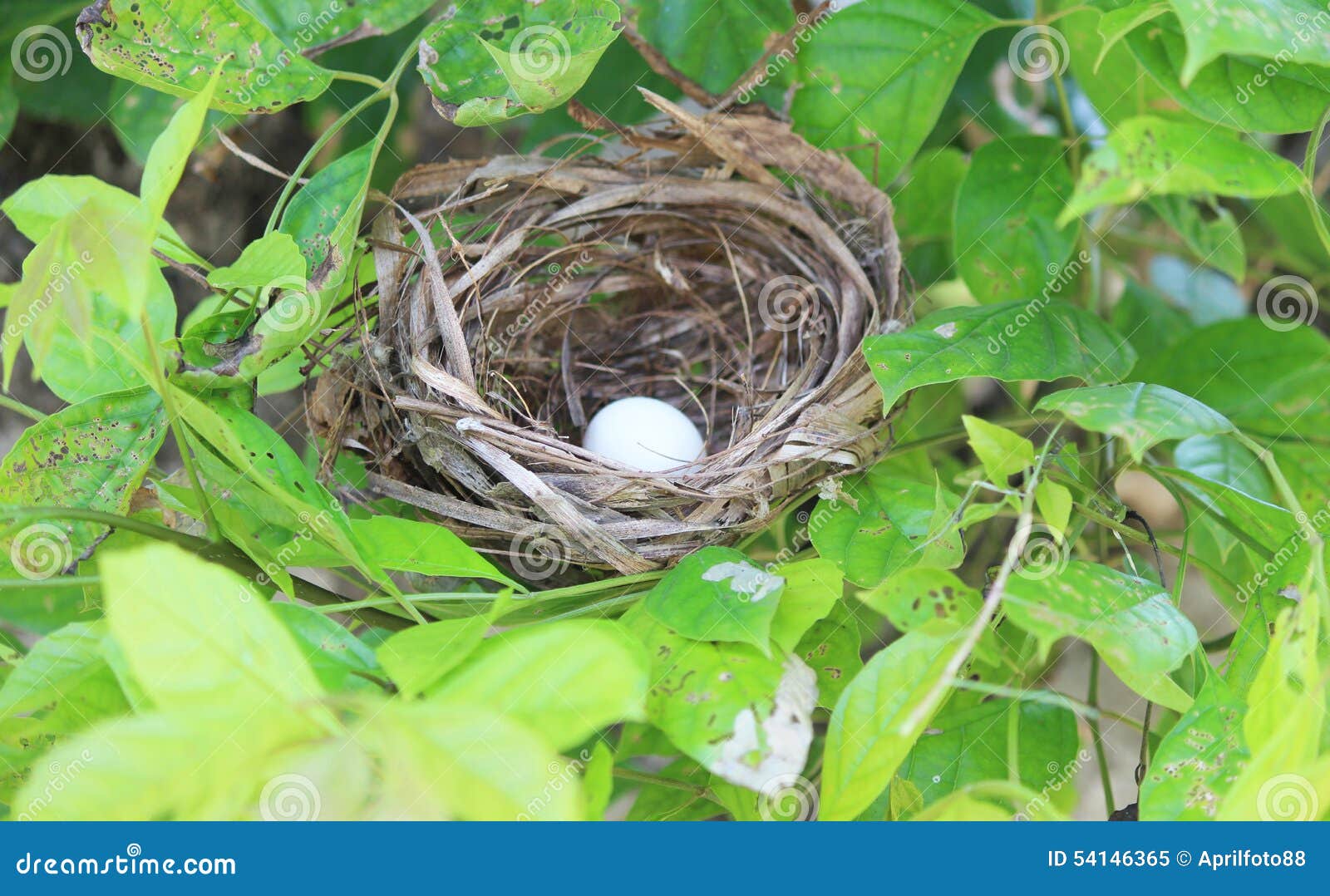 Bird s Nest on tree stock image. Image of nest, pets - 54146365