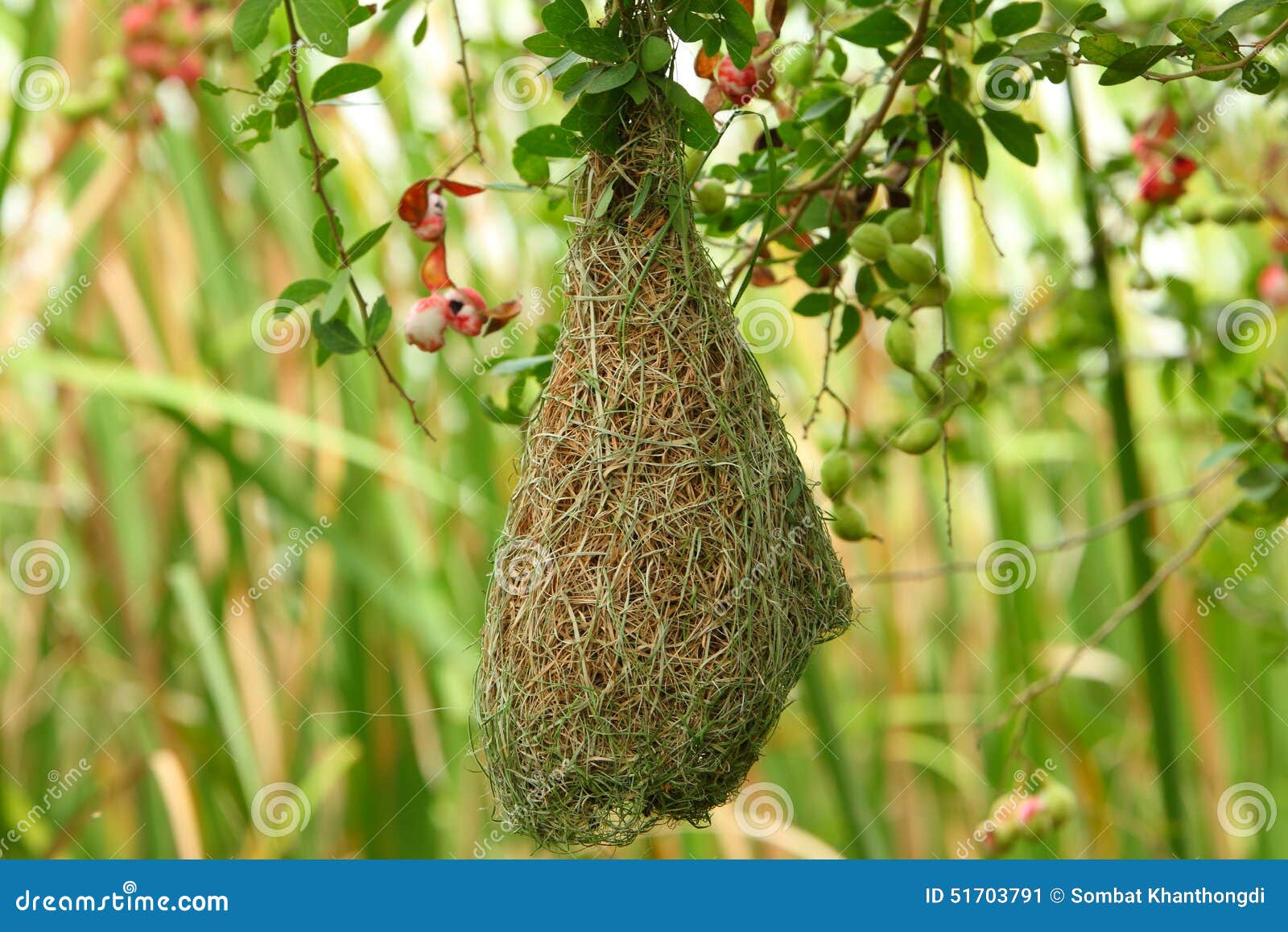 Bird s Nest on tree stock image. Image of aquatic, animals - 51703791