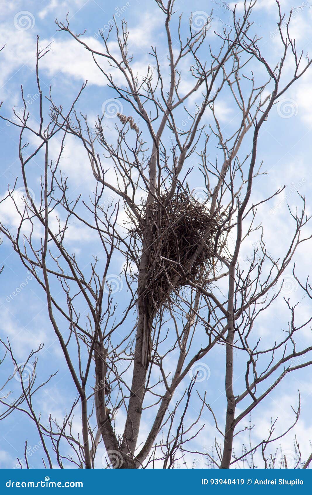 Bird`s nest on a tree stock image. Image of gorgeous - 93940419