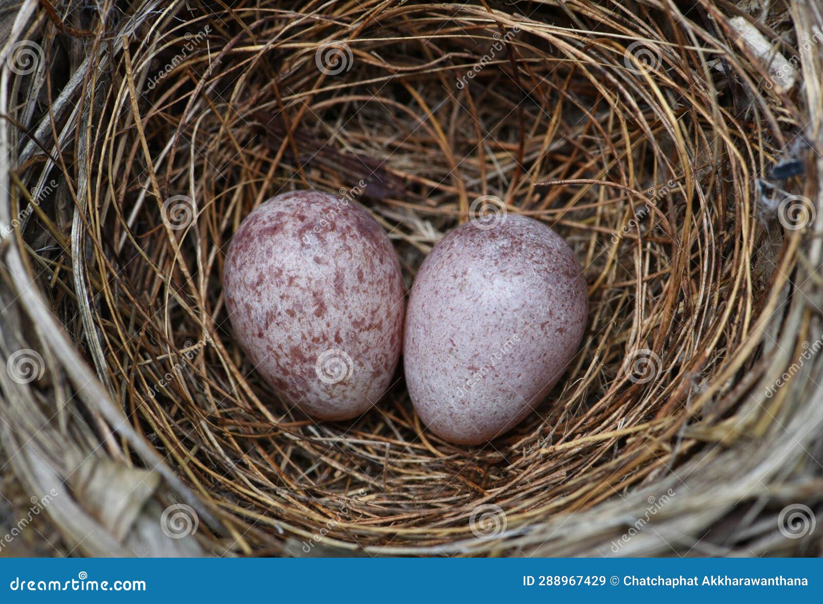 Bird S Nest With Two Eggs Inside Bulbul Bird S Nest Stock Image Image Of Bulbul Hatching