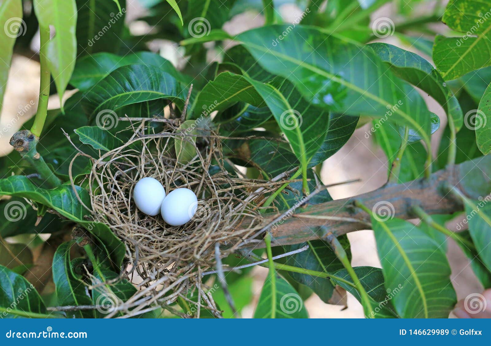 A Bird`s Nest with Two Eggs on a Mango Tree in the Nature Stock Image ...