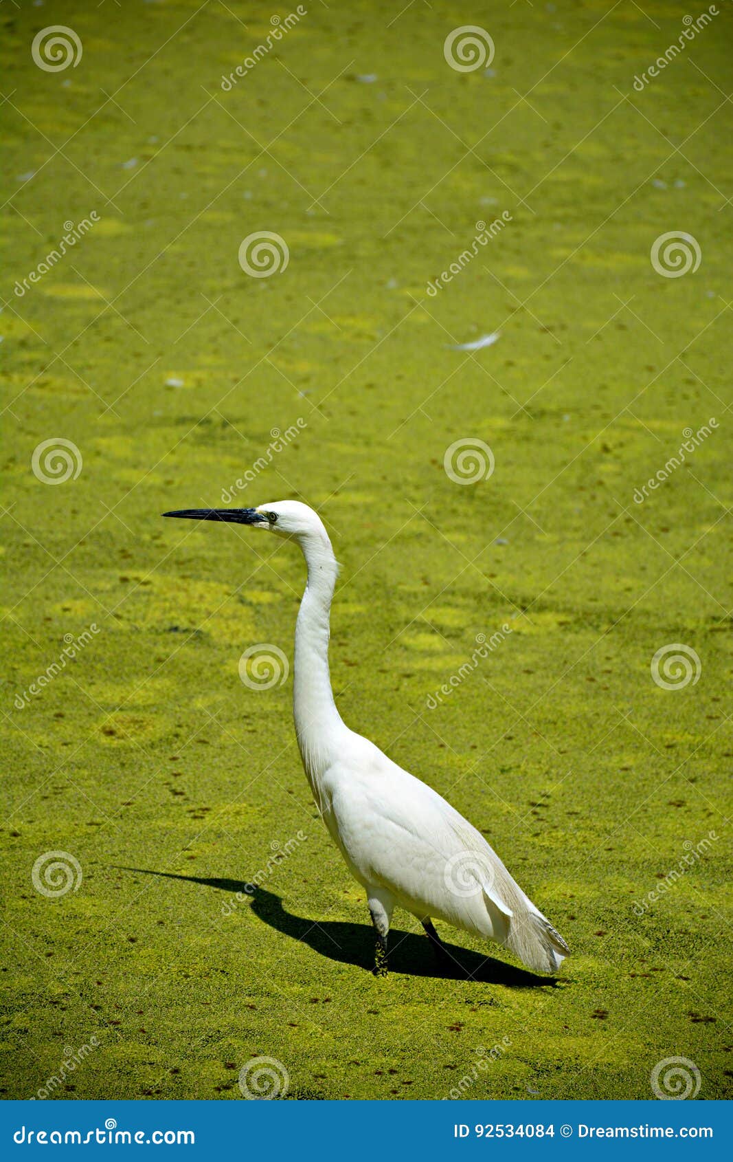 Bird sad stock photo. Image of statues, botanical, swan - 92534084