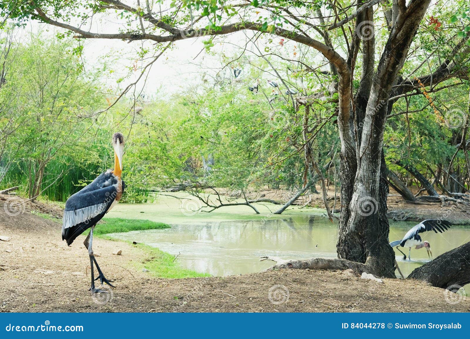 Bird in Safari stock photo. Image of forest, safari, river - 84044278