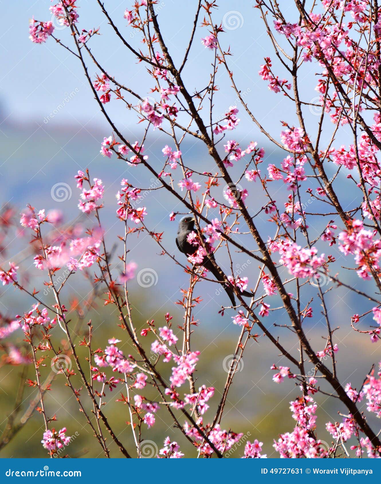 Bird on Sakura tree stock image. Image of landscape, delicate - 49727631