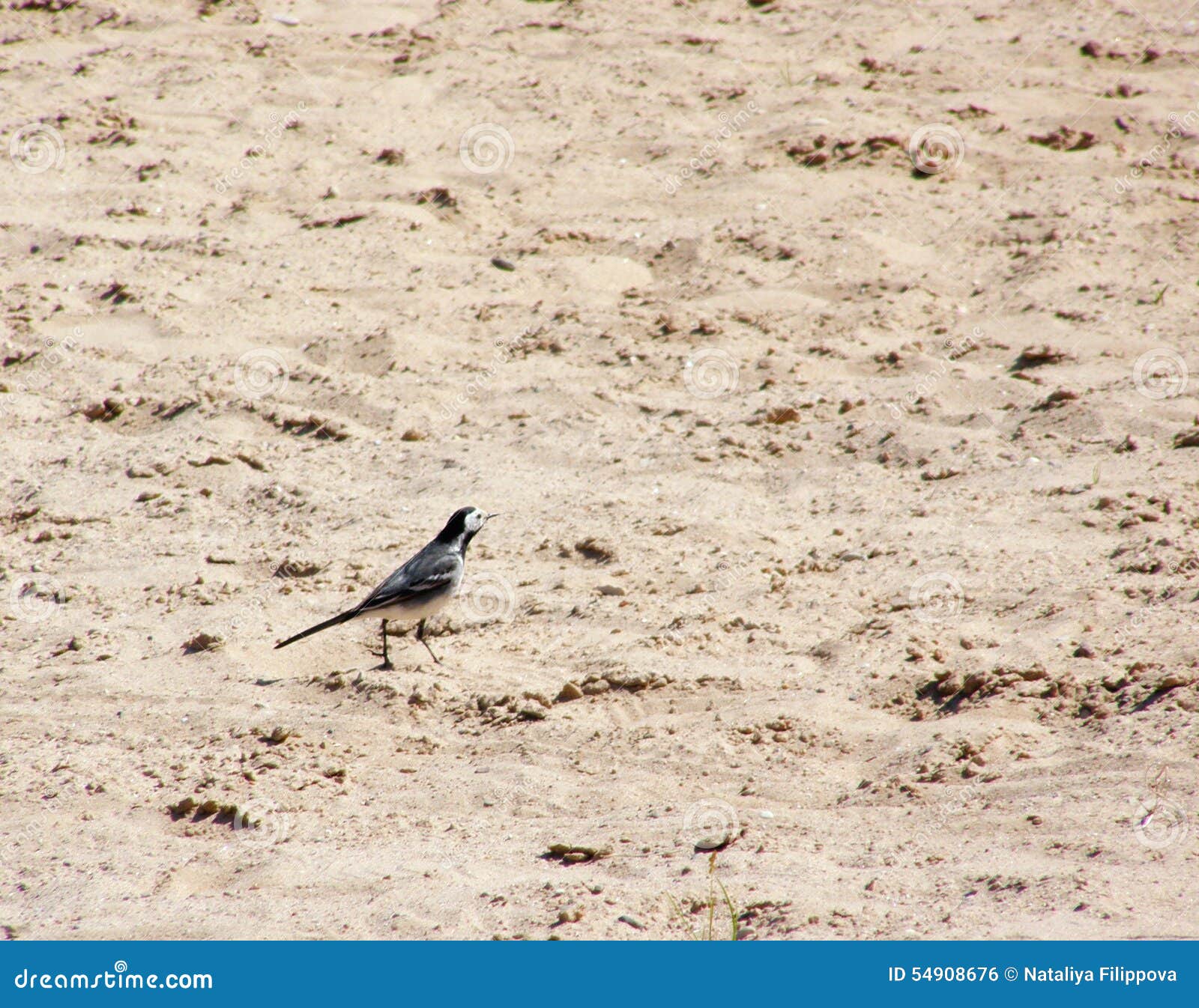 Bird on sand stock photo. Image of fauna, wild, little - 54908676