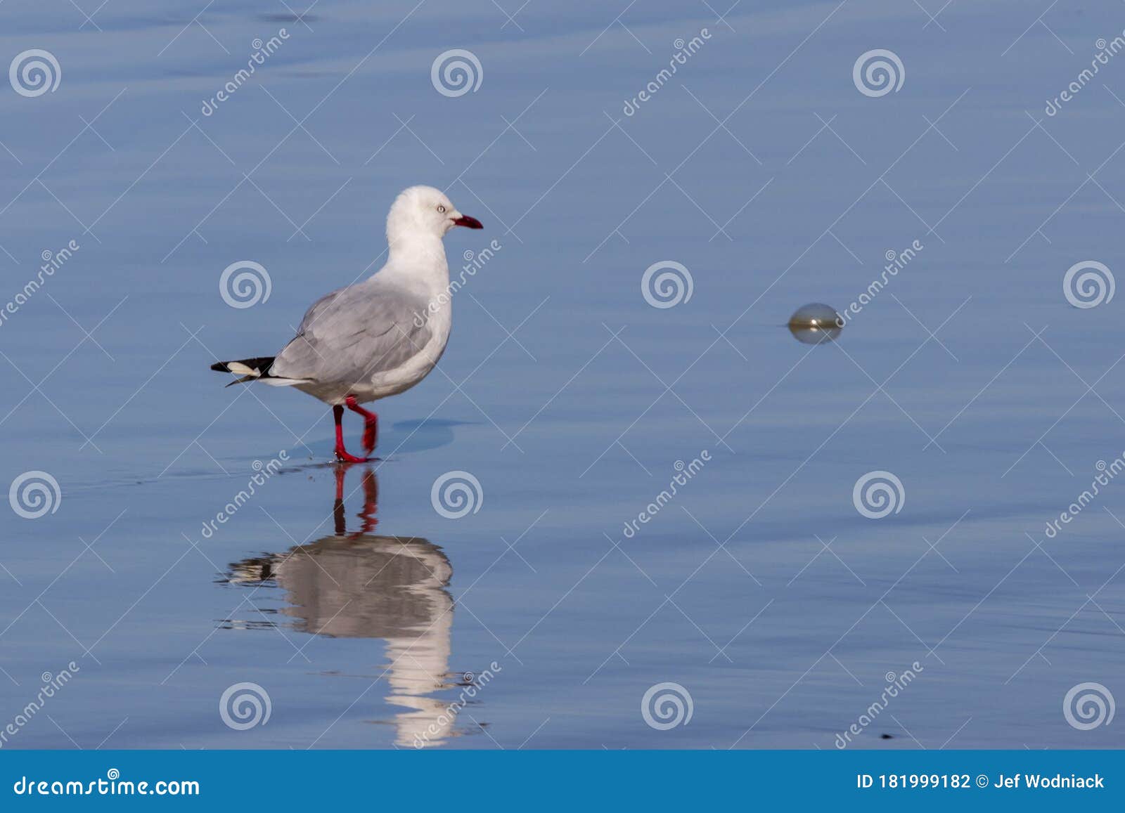 Sandfly Beach Near Dunedin, New Zealand Royalty-Free Stock Photo ...