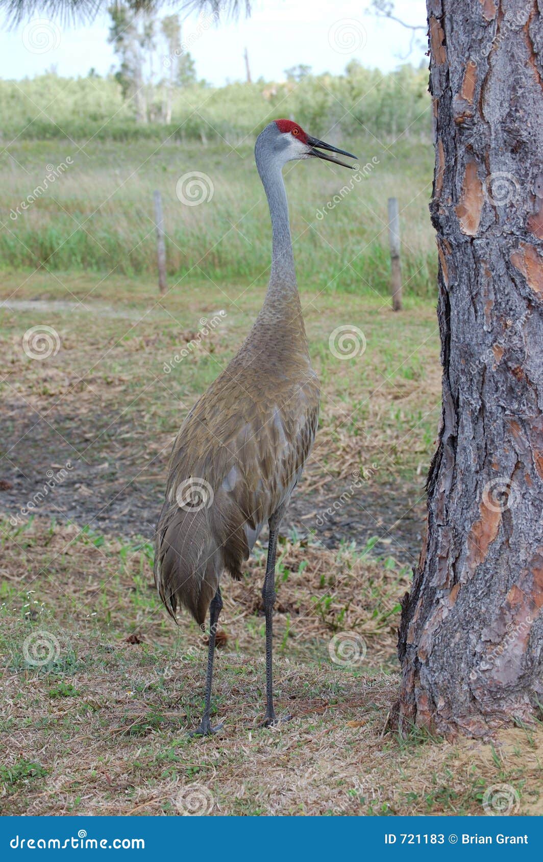Bird - Sandhill Crane stock image. Image of habitat, canal - 721183