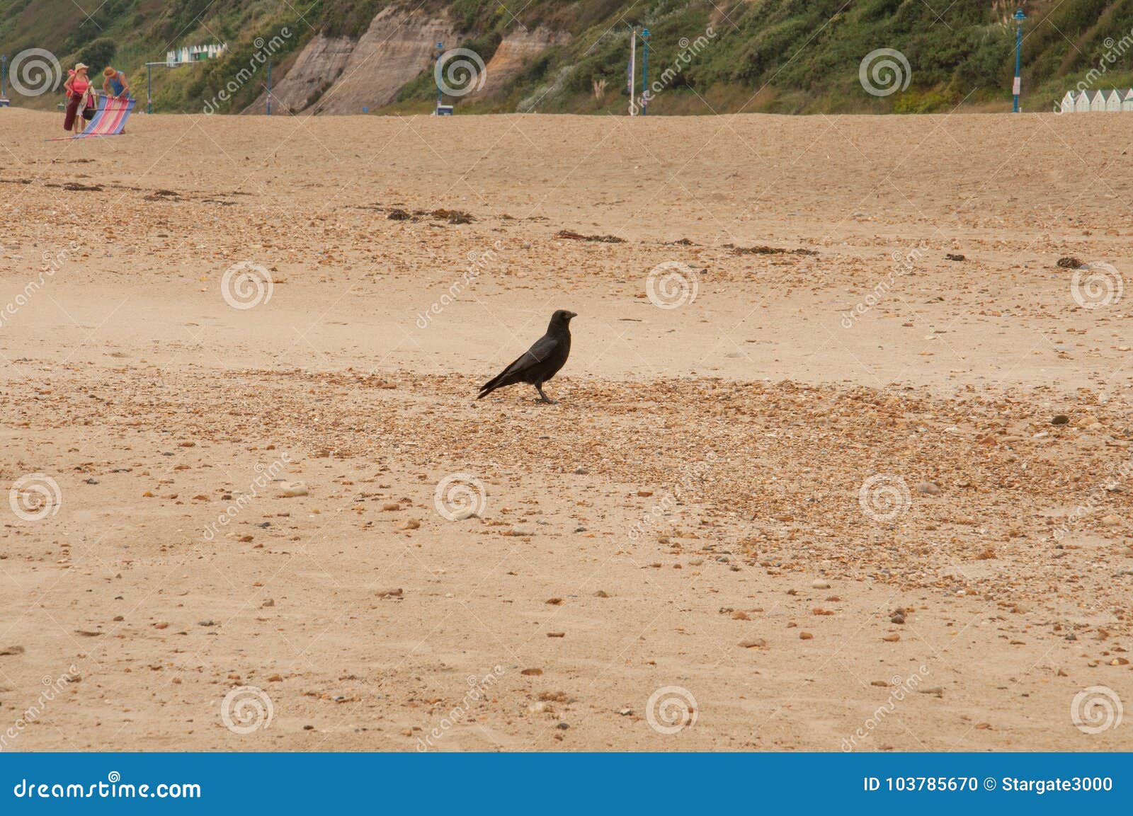 Bird on a sandy beach. stock photo. Image of united - 103785670