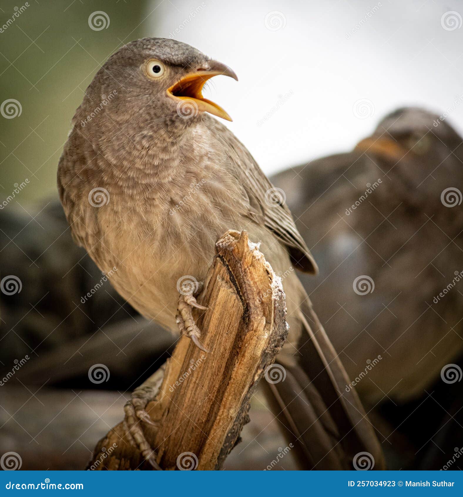 A Bird Sat on the Branch of Tree in the Garden Stock Image - Image of ...