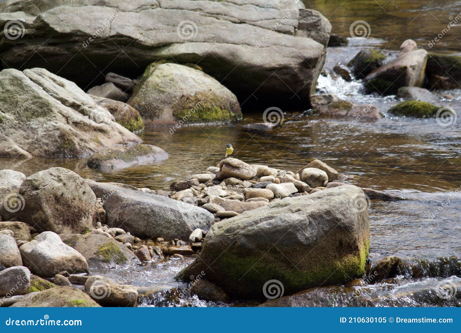 Waterfall stock image. Image of nature, bird, wildlife - 210630105