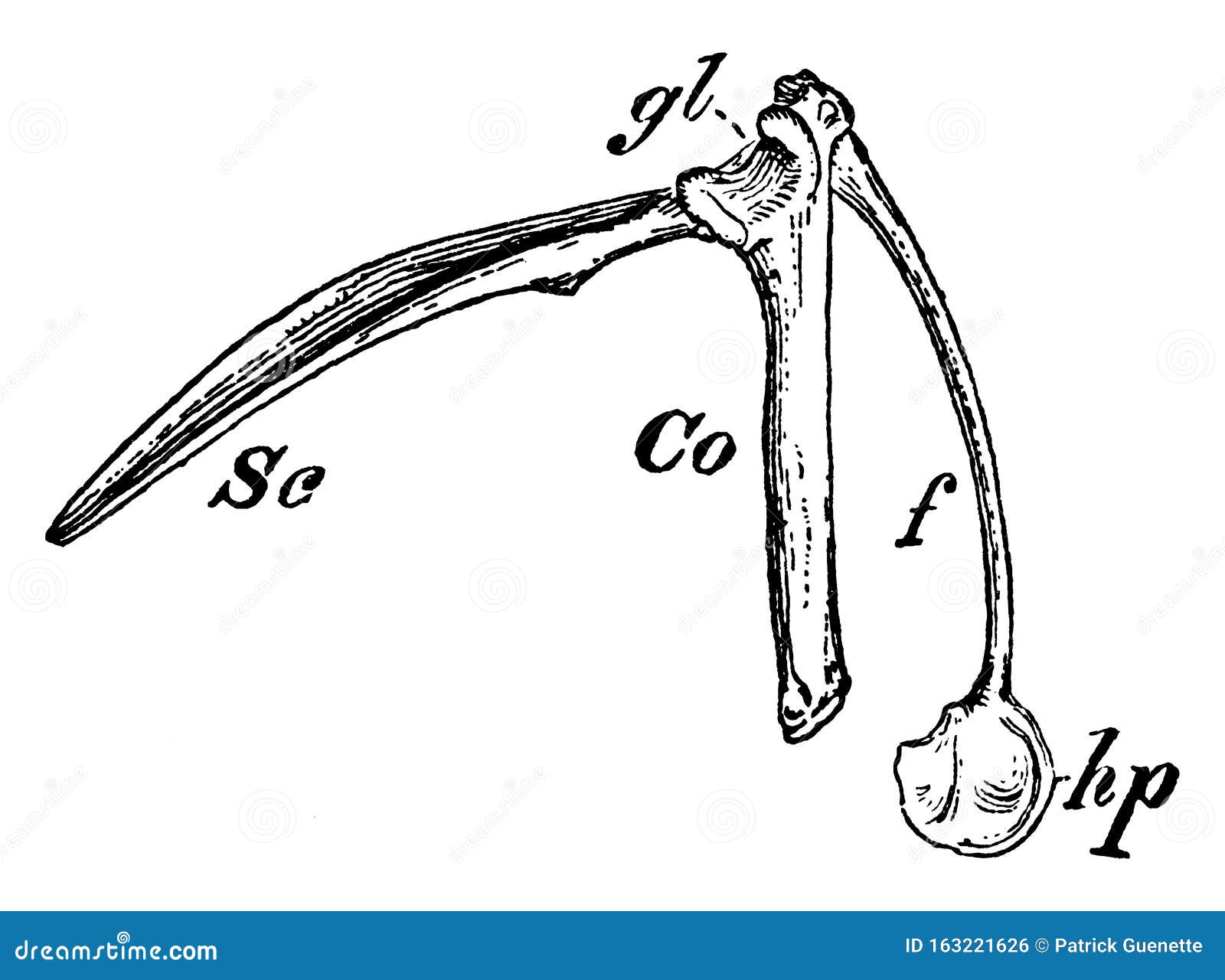 Bird Scapula, Vintage Illustration Stock Vector - Illustration of black ...