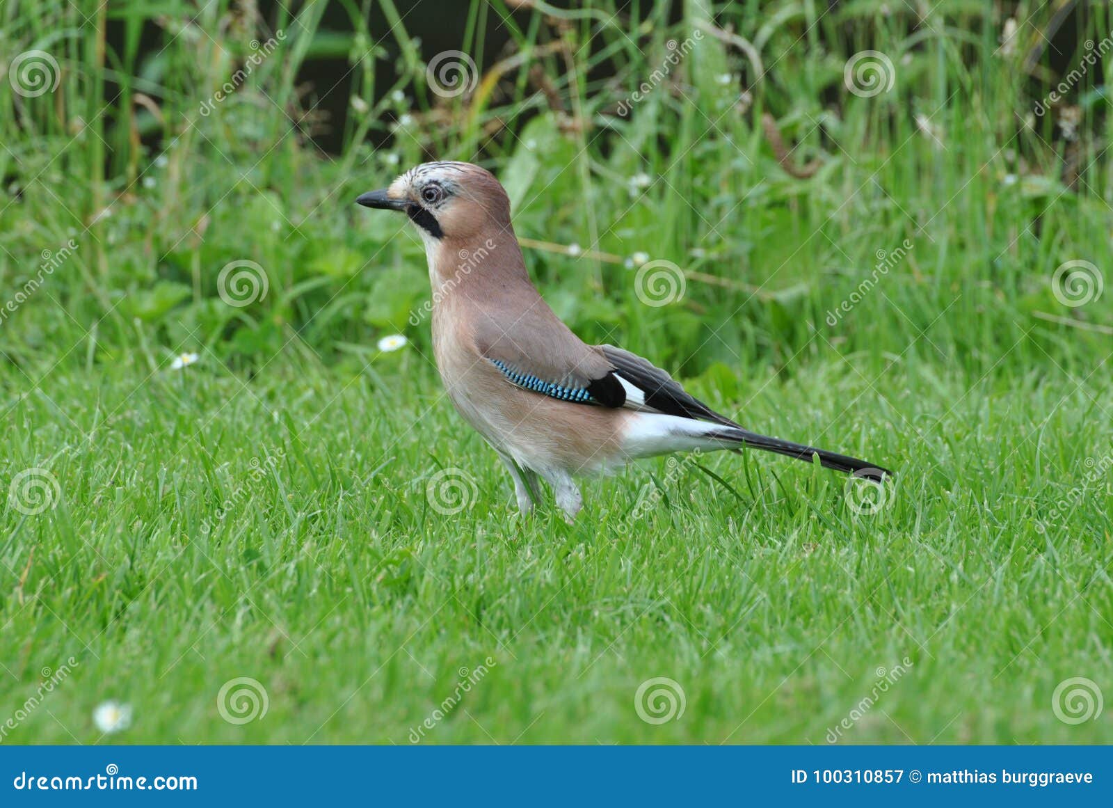 Bird scene stock image. Image of nature, closeup, bird - 100310857