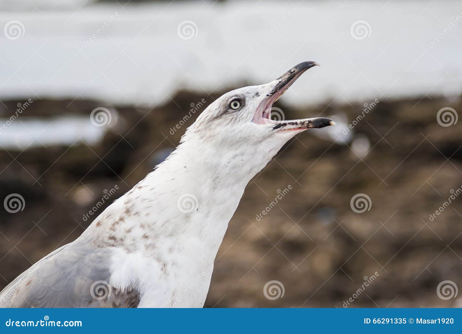 Bird stock image. Image of coast, port, life, beach, bird - 66291335