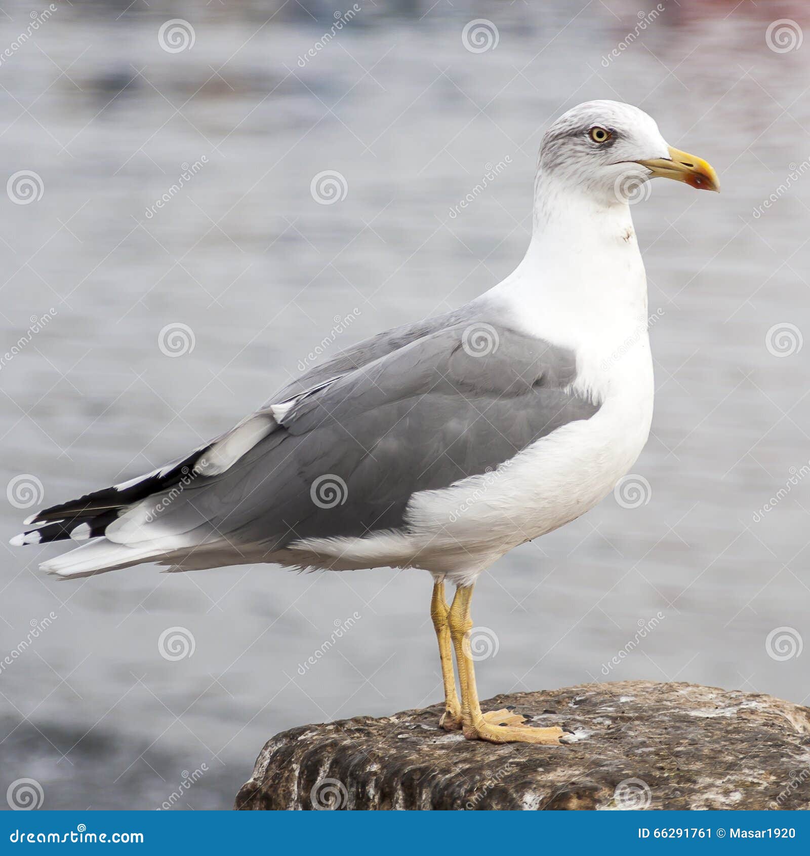 Bird stock image. Image of wildlife, nscreaming, moroccan - 66291761