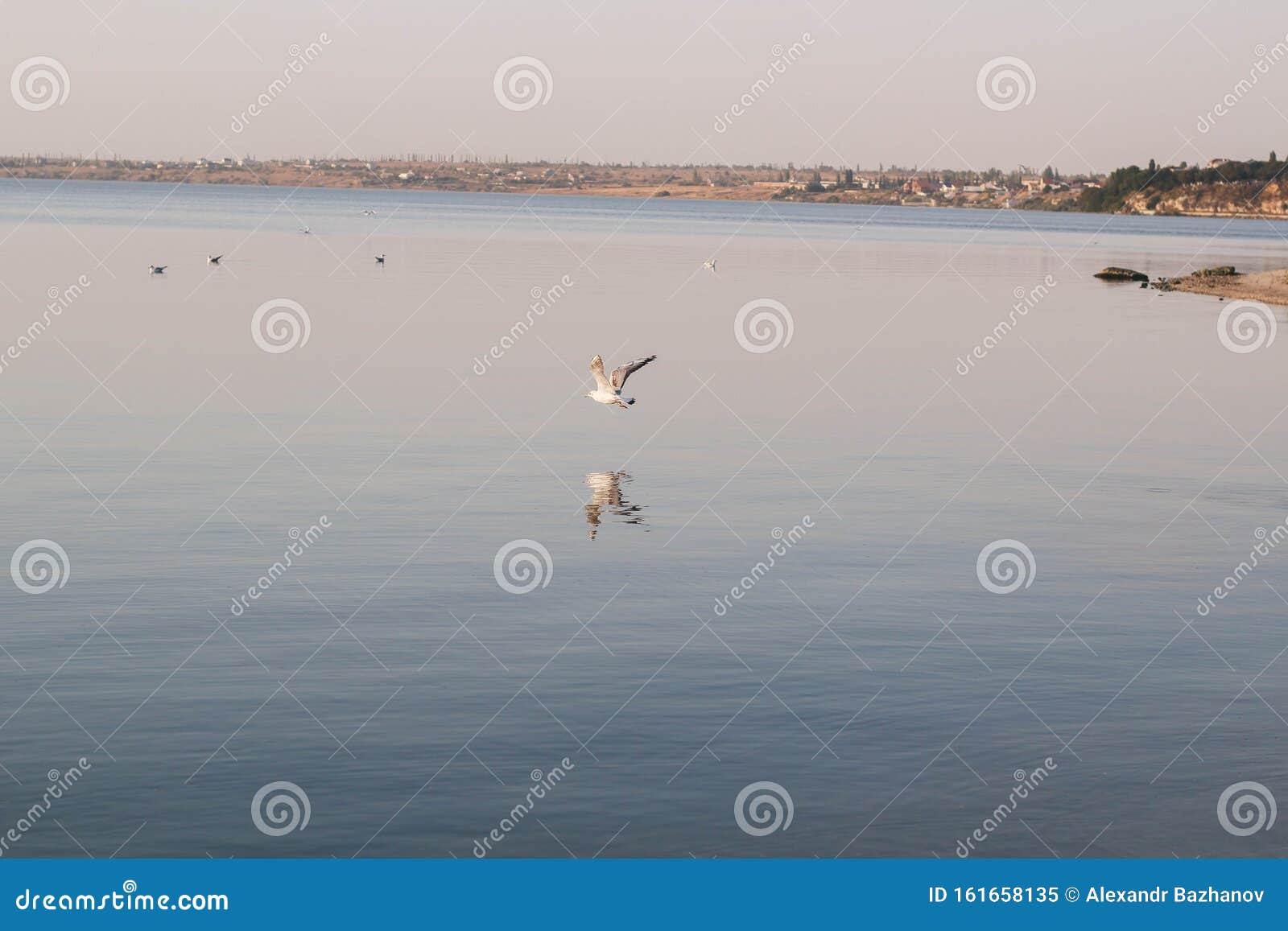 Bird Seagull Flies Over River Stock Image - Image of water, horizon ...