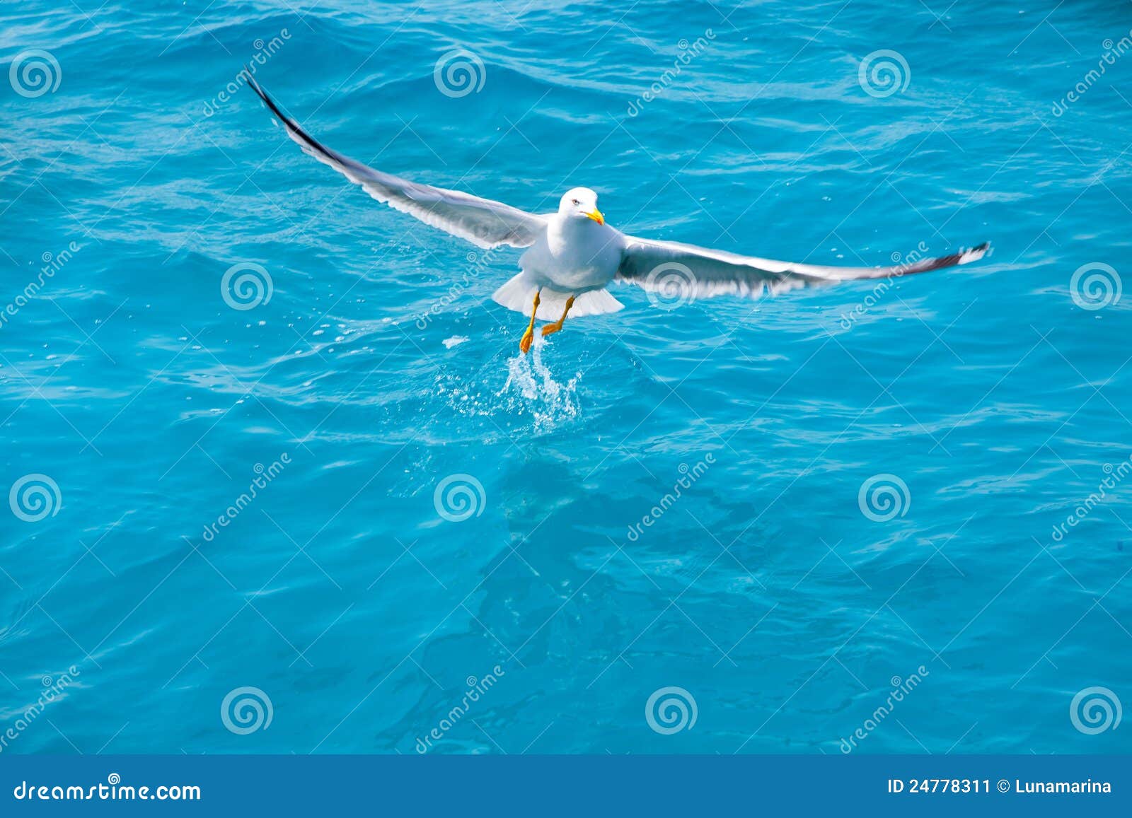 Bird Seagull on Sea Water in Ocean Stock Image - Image of aerial, open ...