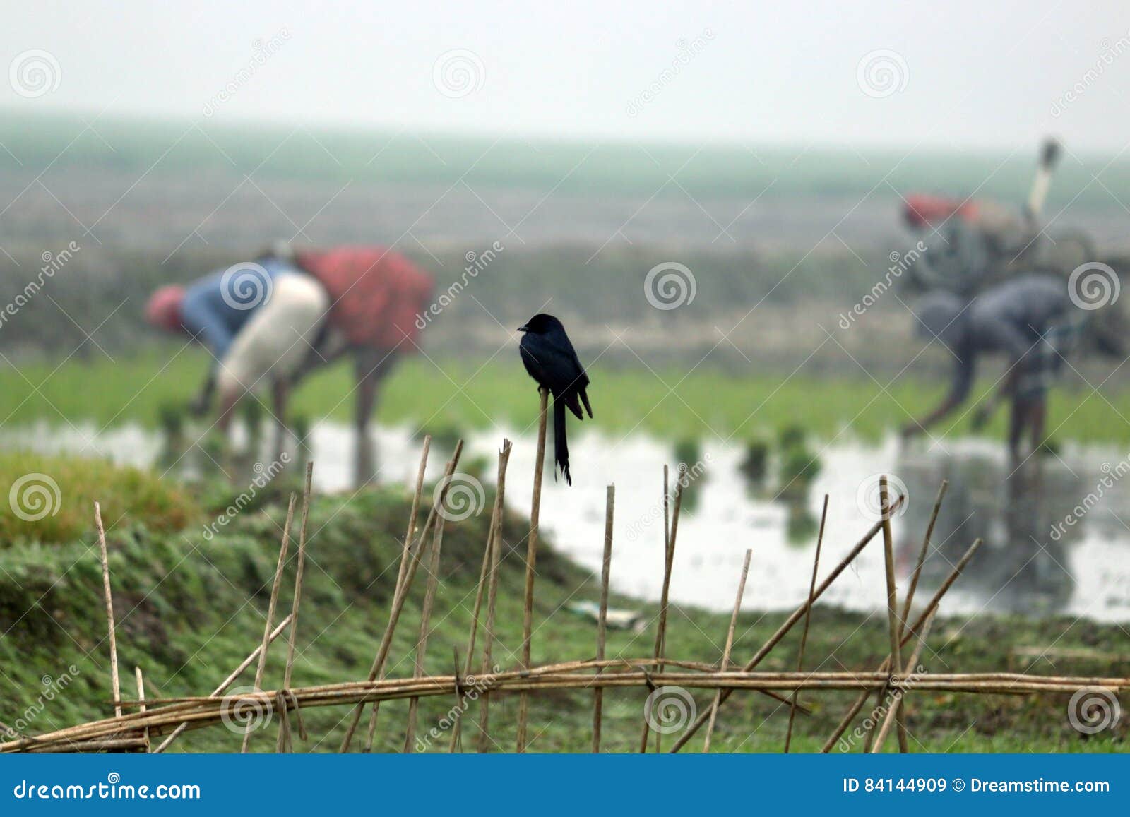 Bird search its food stock image. Image of night, smoke - 84144909