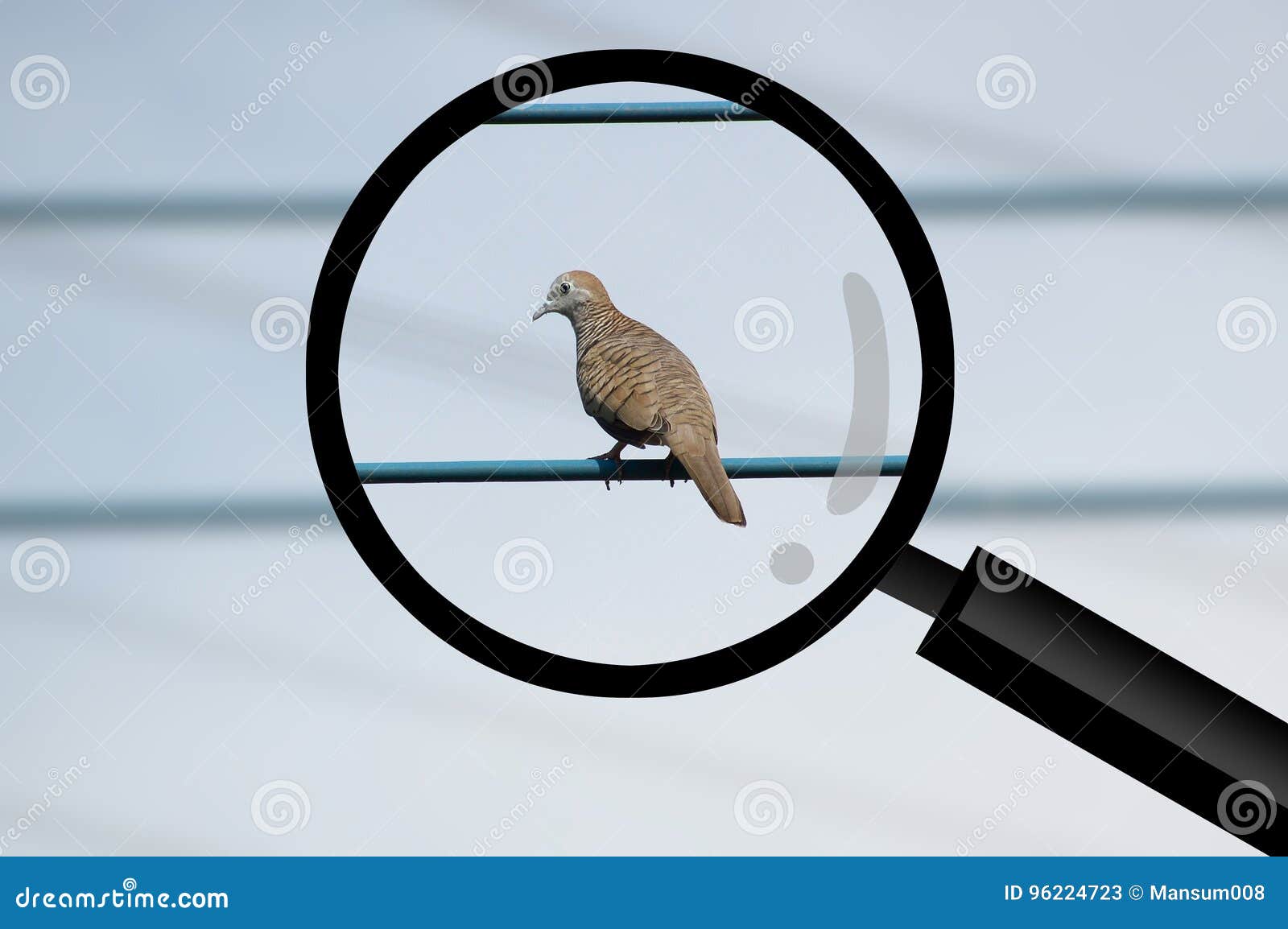 Bird on Search Magnifying Glass Stock Image - Image of look, close ...